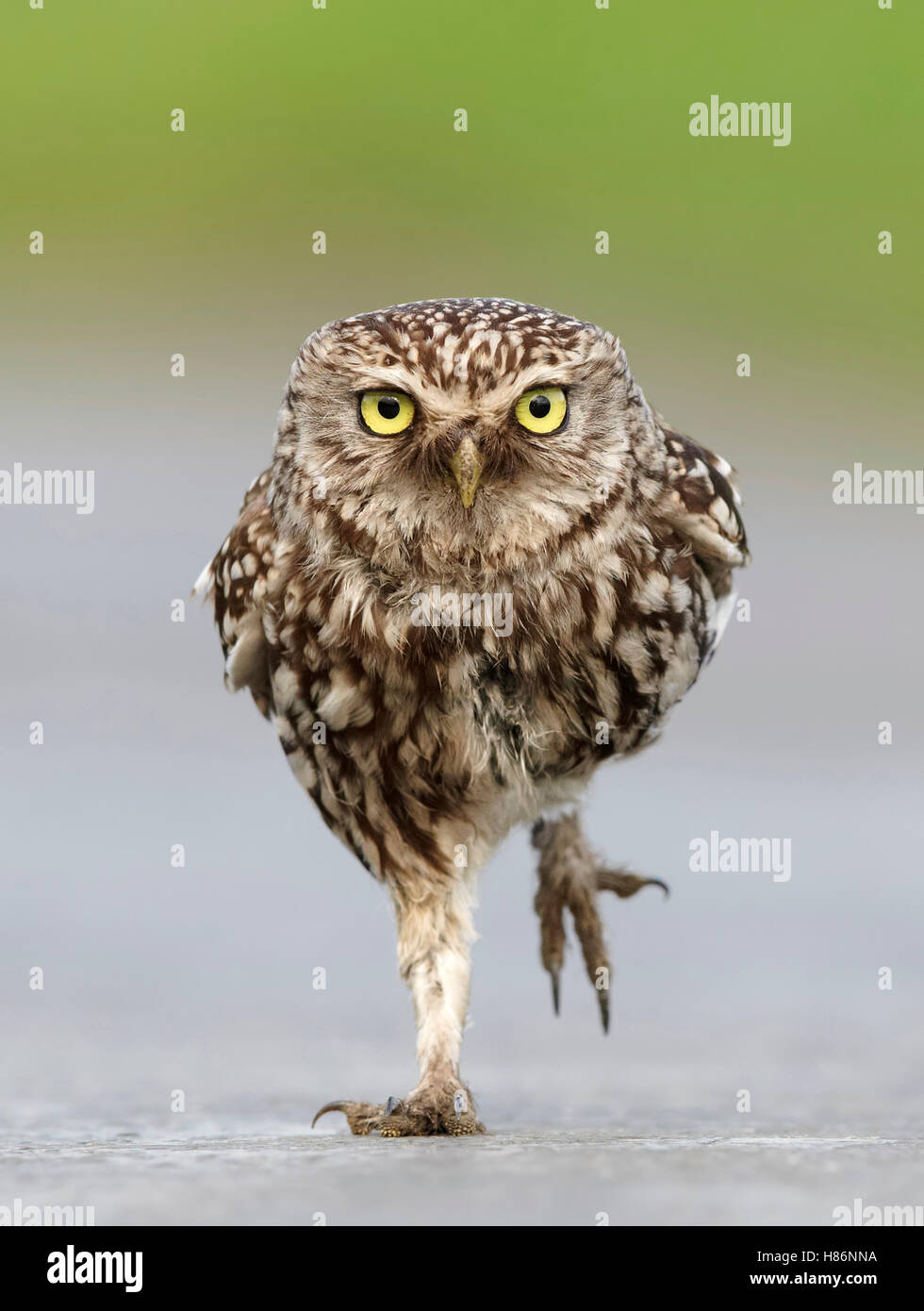 Little Owl (Athene noctua) running Stock Photo - Alamy