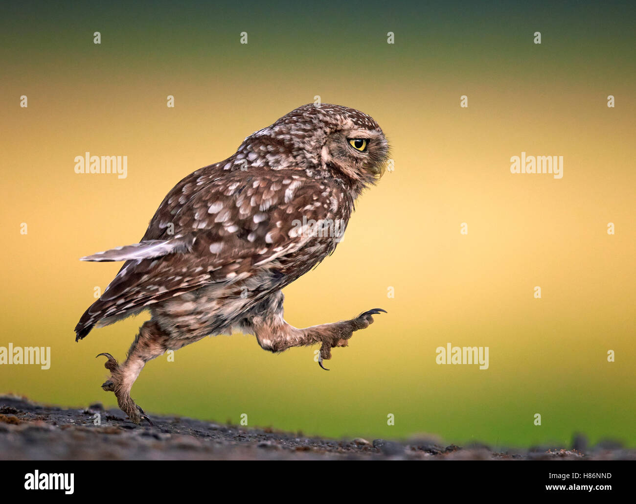 Little Owl (Athene noctua) running Stock Photo - Alamy