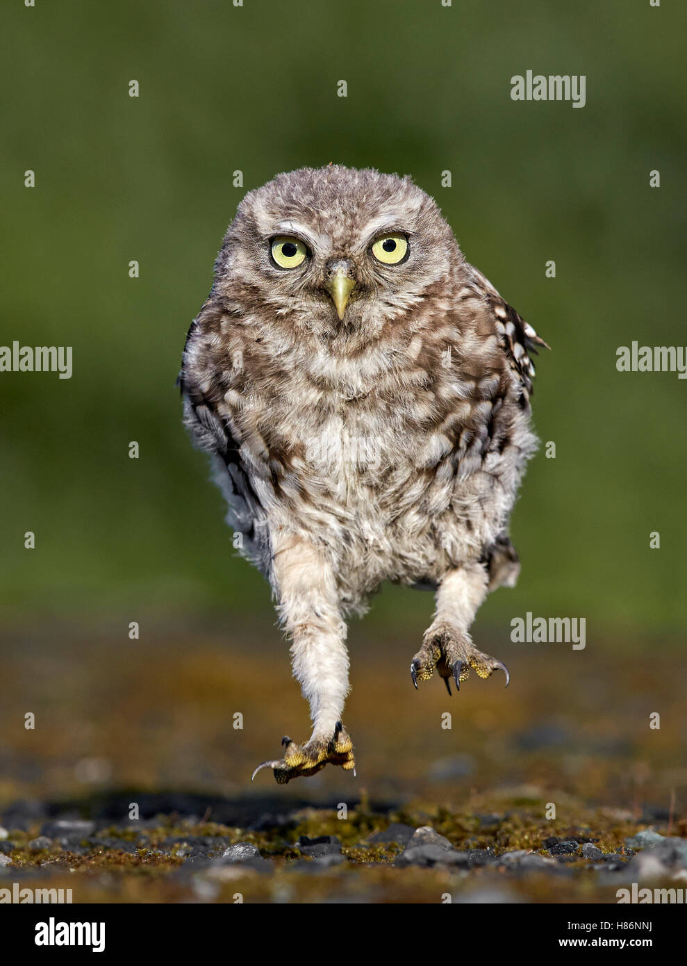 Little Owl (Athene noctua) chick running Stock Photo - Alamy