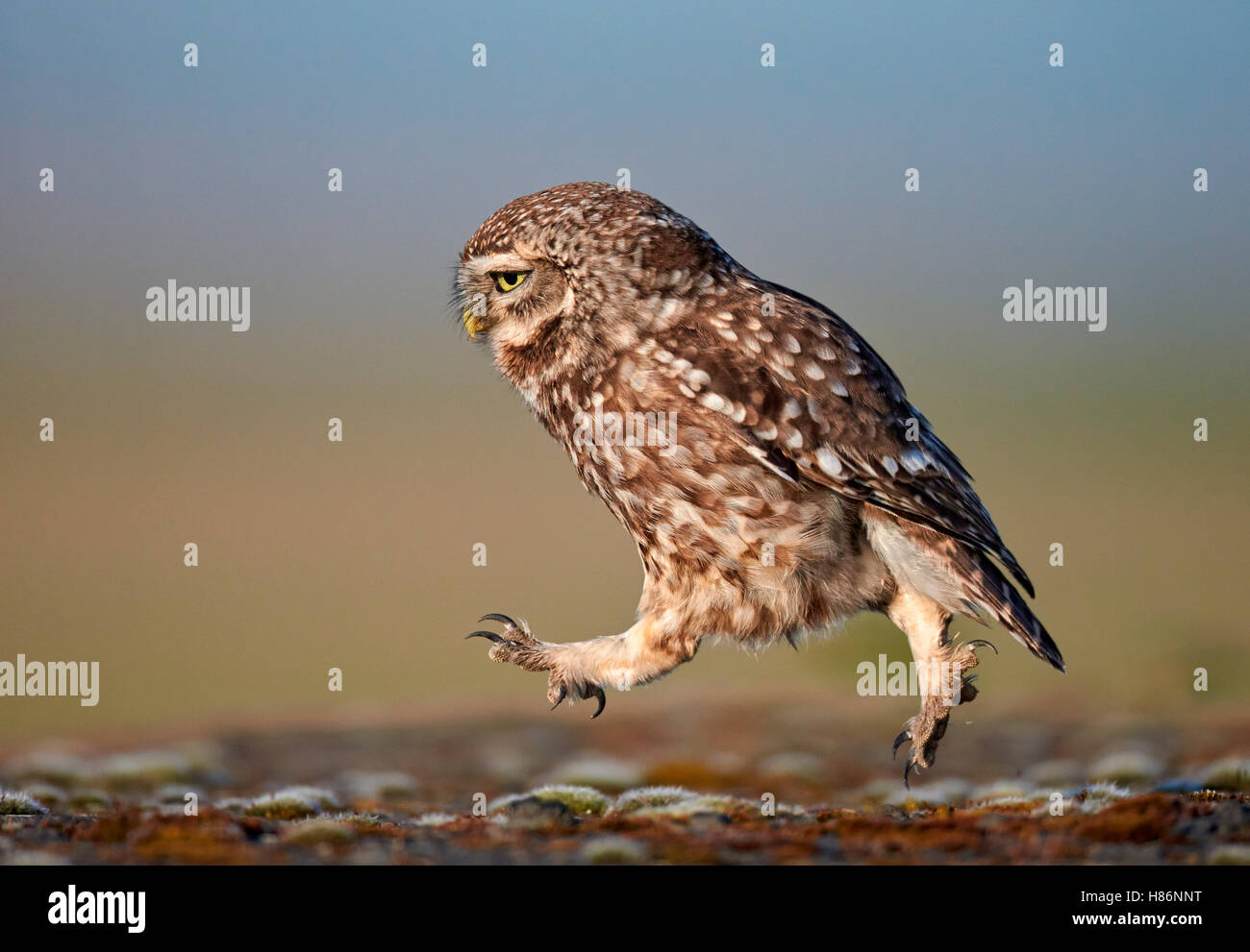 Little Owl (Athene noctua) running Stock Photo - Alamy