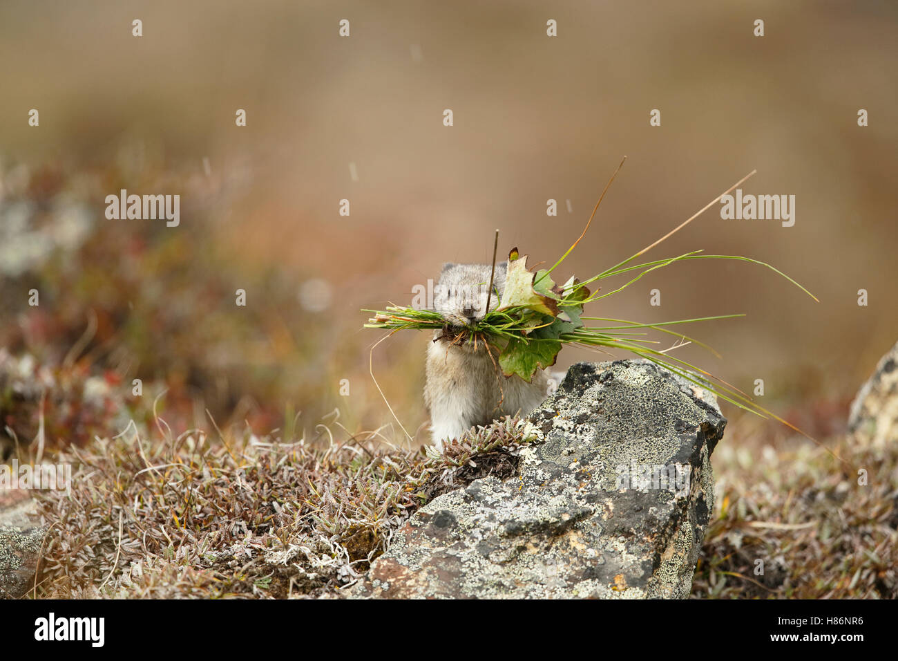Collared Pika (Ochotona collaris) collecting vegetation to be used as ...