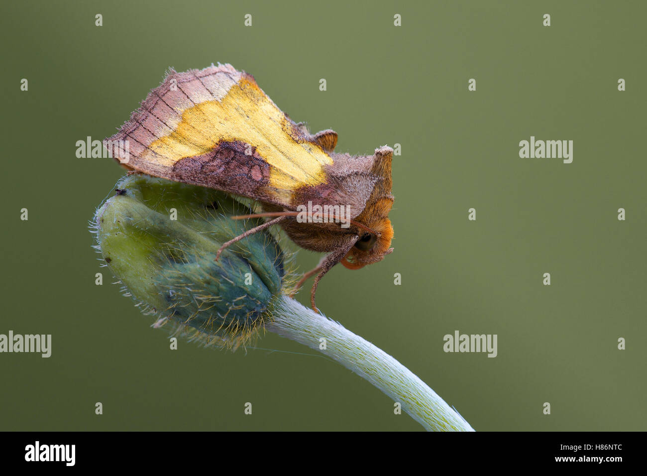 Burnished Brass Moth (Diachrysia chrysitis) on poppy, Friesland ...