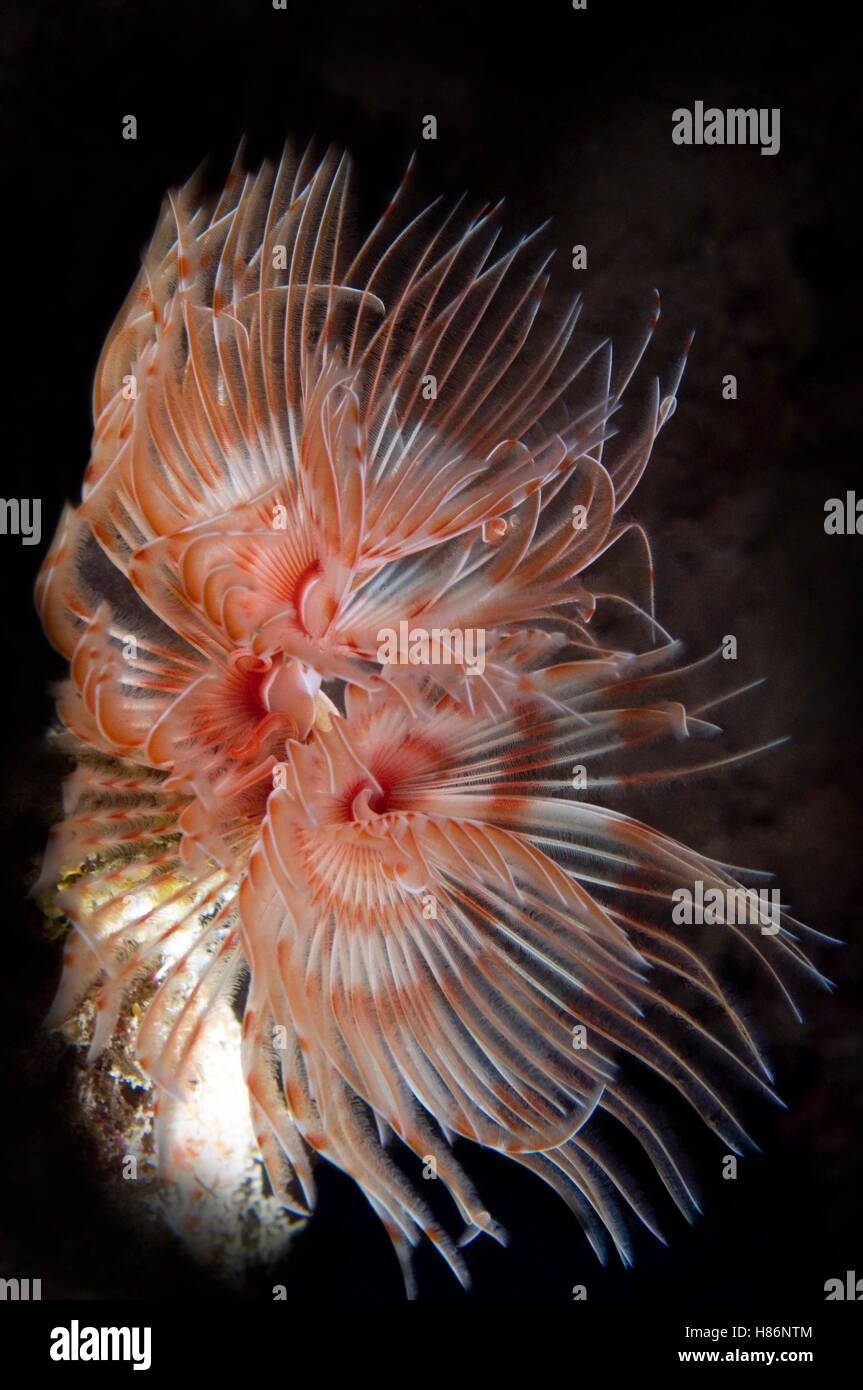 Peacock Worm (Sabella spallanzanii) filter feeding, Bali, Indonesia ...