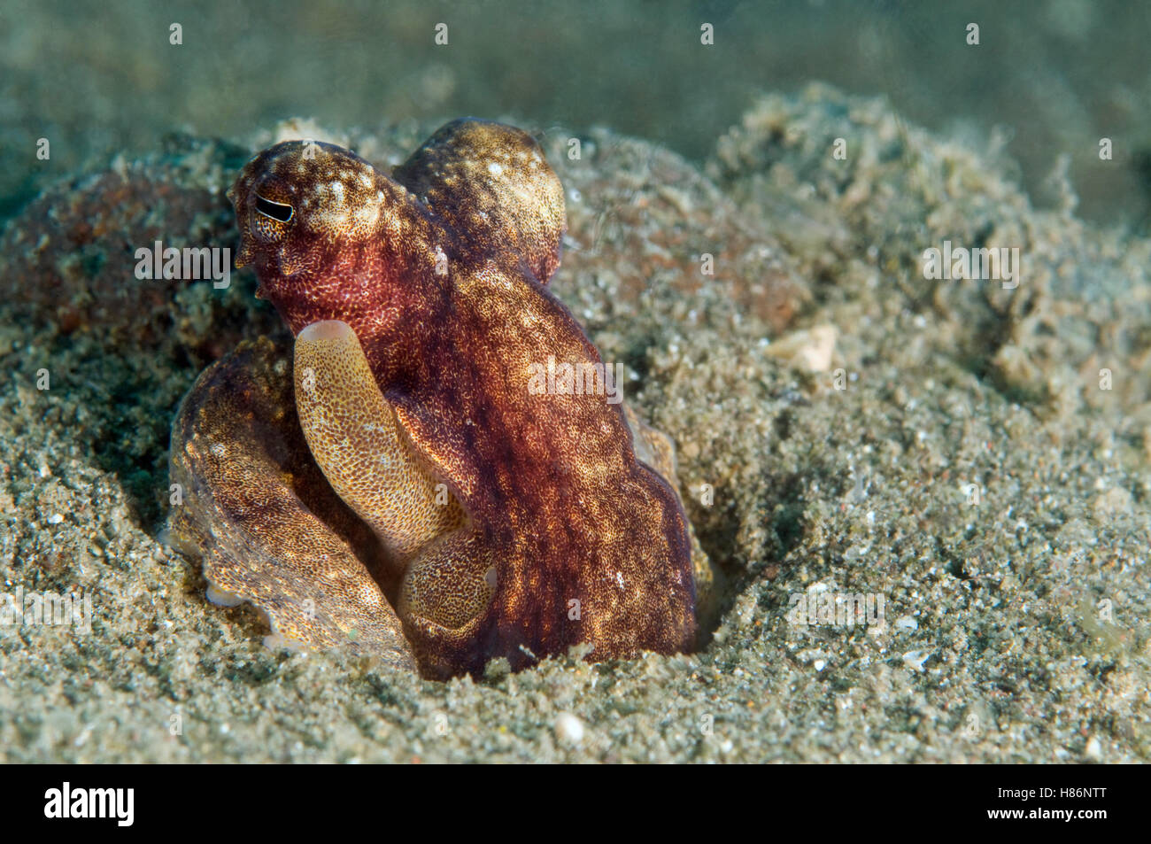 Veined Octopus (Octopus marginatus) hiding in sand, Bali, Indonesia ...