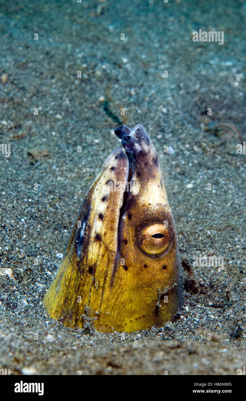 Black-finned Snake Eel (Ophichthus melanochir) buried in sand, Bali ...