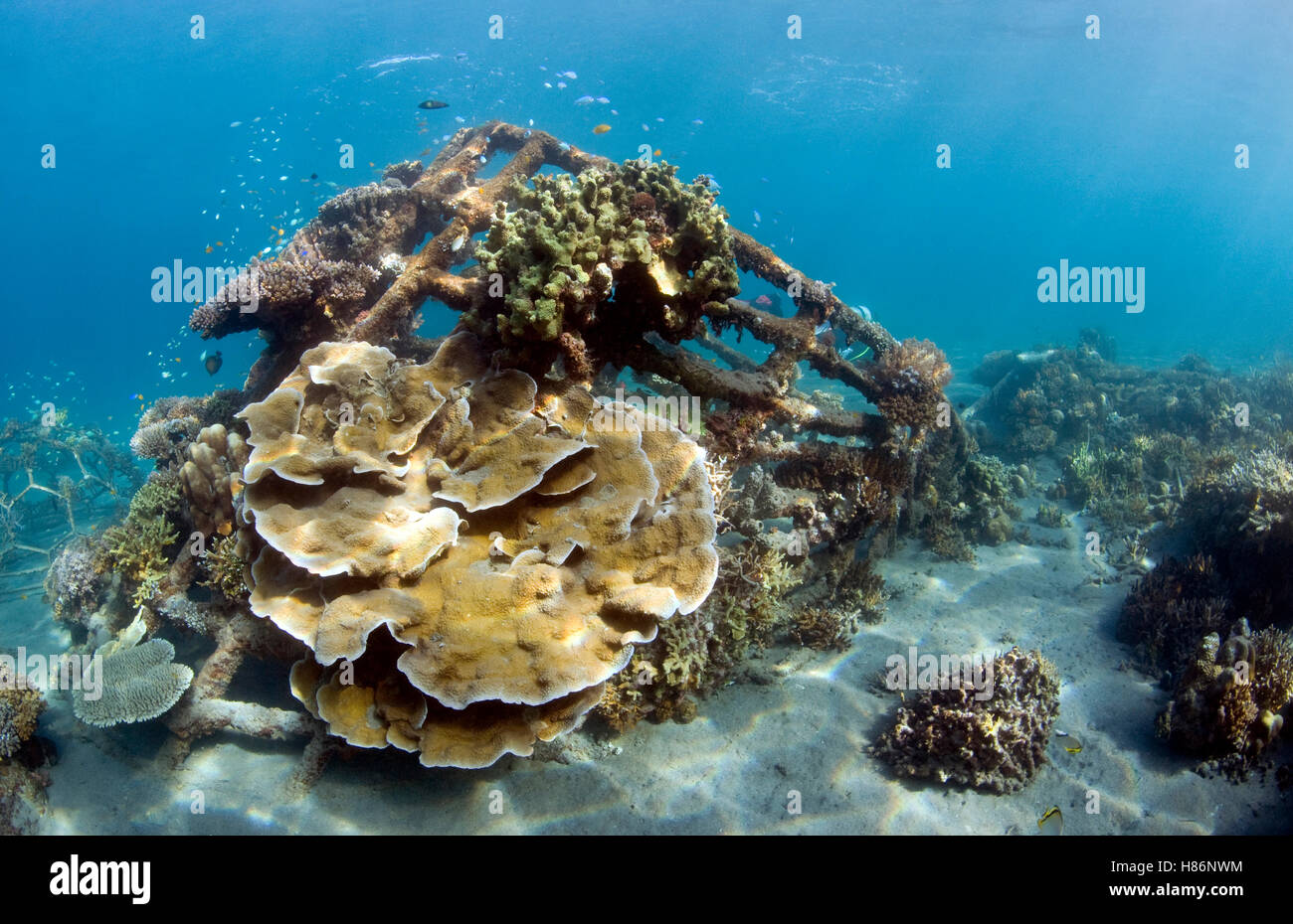 Corals growing on placed wreck, Bali, Indonesia Stock Photo - Alamy