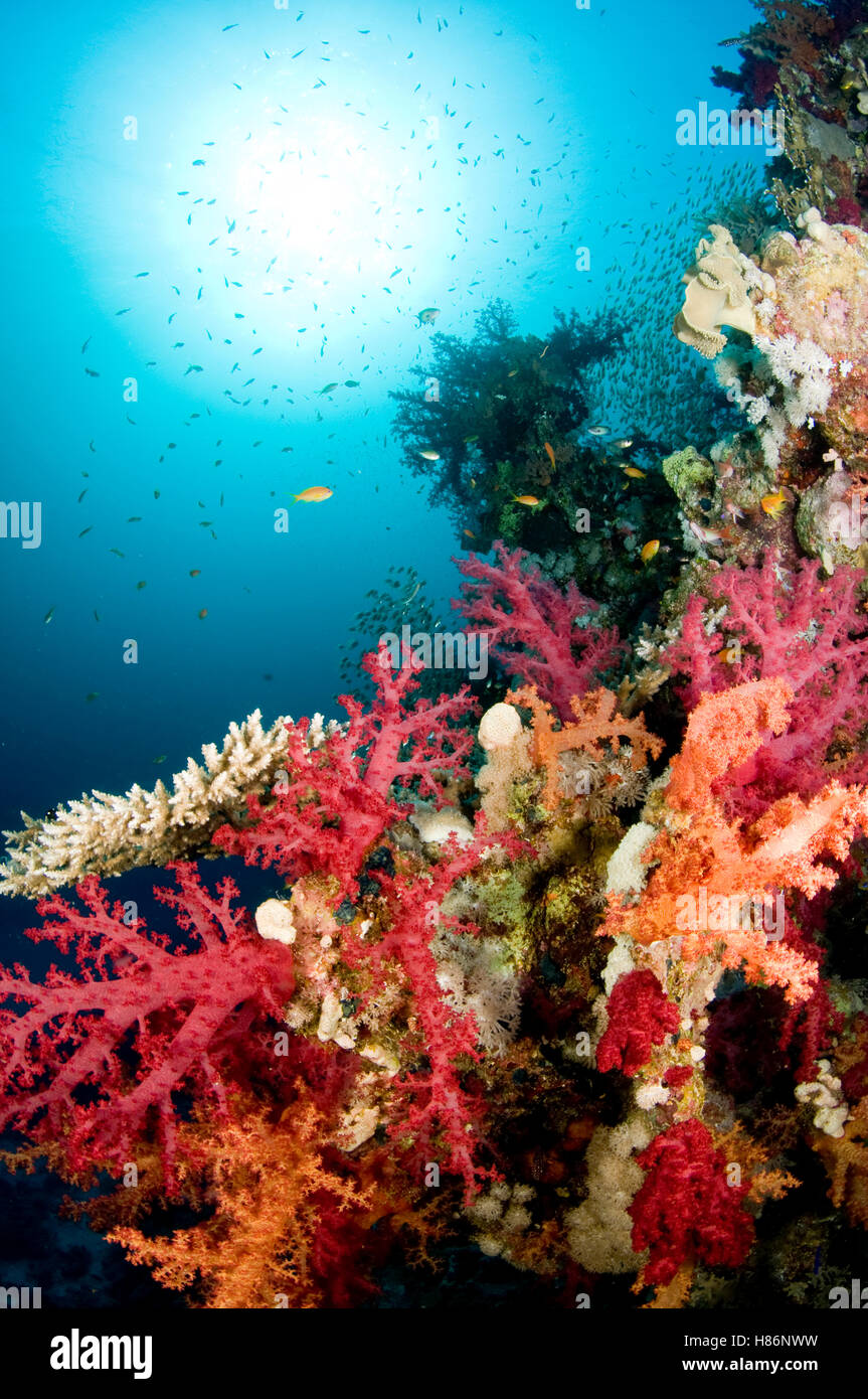 Soft Coral on reef, Ras Mohammed National Park, Red Sea, Egypt Stock ...