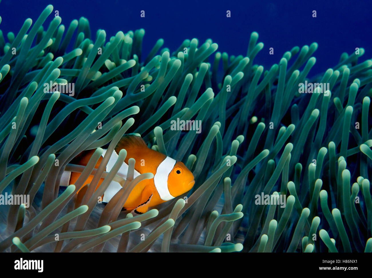 Clown Anemonefish (Amphiprion ocellaris) in Magnificent Sea Anemone ...