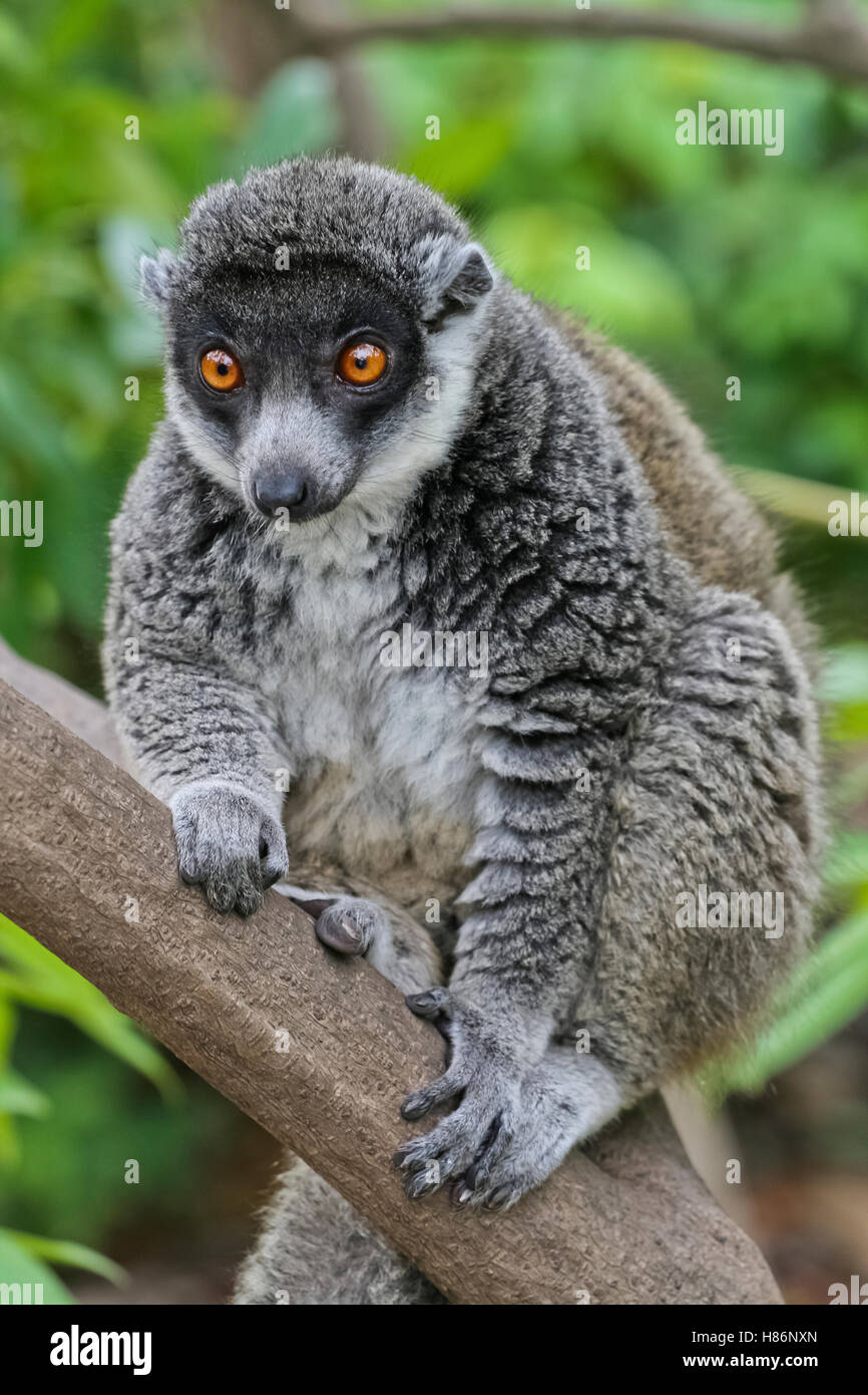 Mongoose Lemur (Eulemur mongoz) in tree, Madagascar Stock Photo - Alamy
