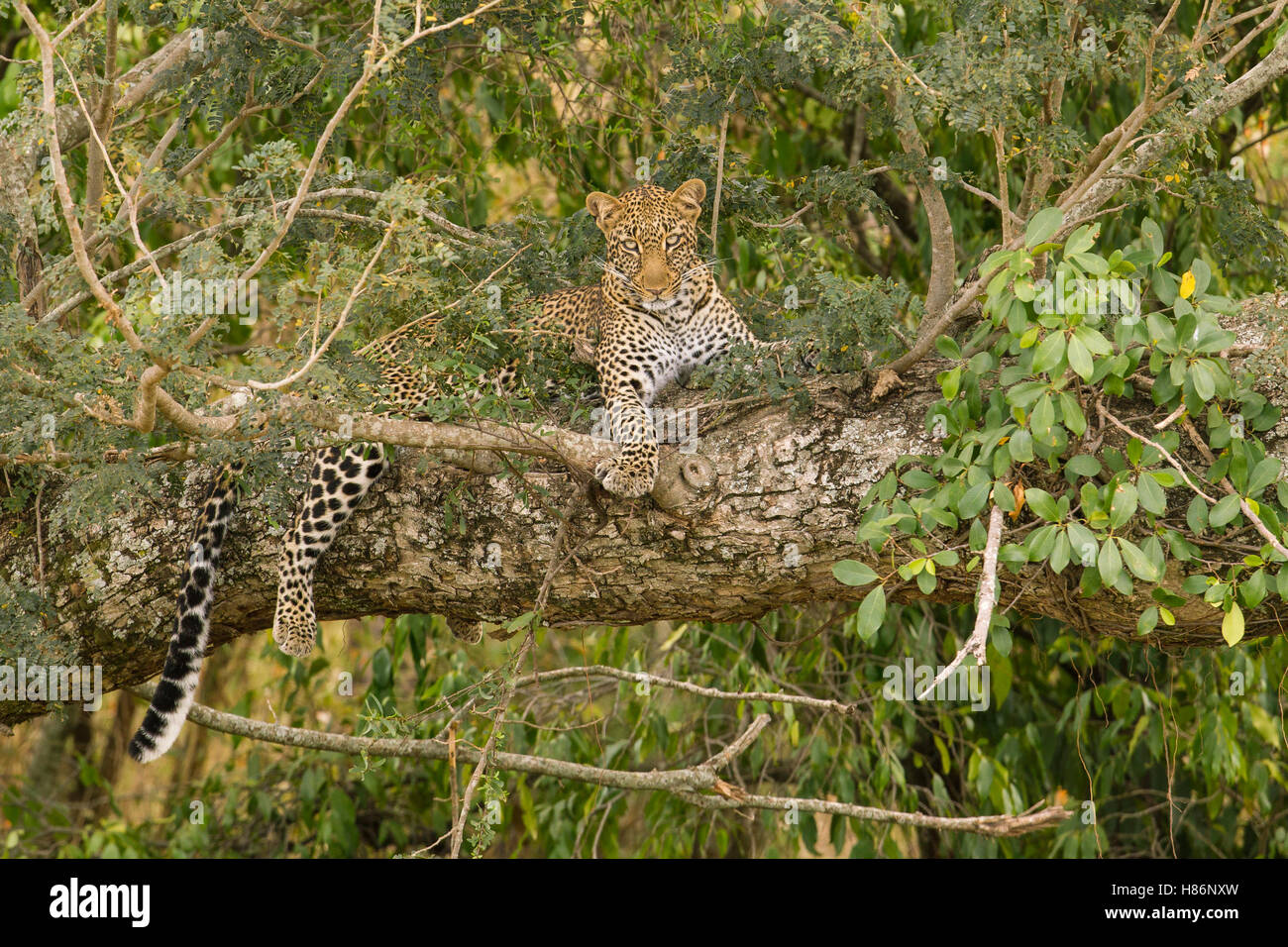 Leopard (Panthera pardus) in tree, Masai Mara, Kenya Stock Photo - Alamy