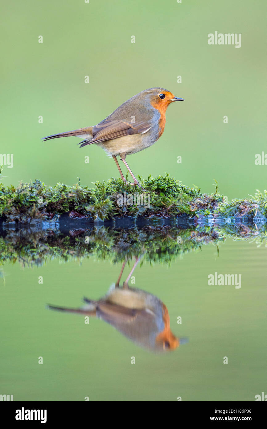European Robin (Erithacus rubecula) at pond, Kiskunsagi National Park ...