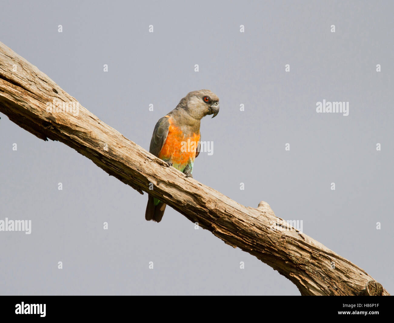 Red-bellied Parrot (Poicephalus rufiventris), Samburu National Park ...