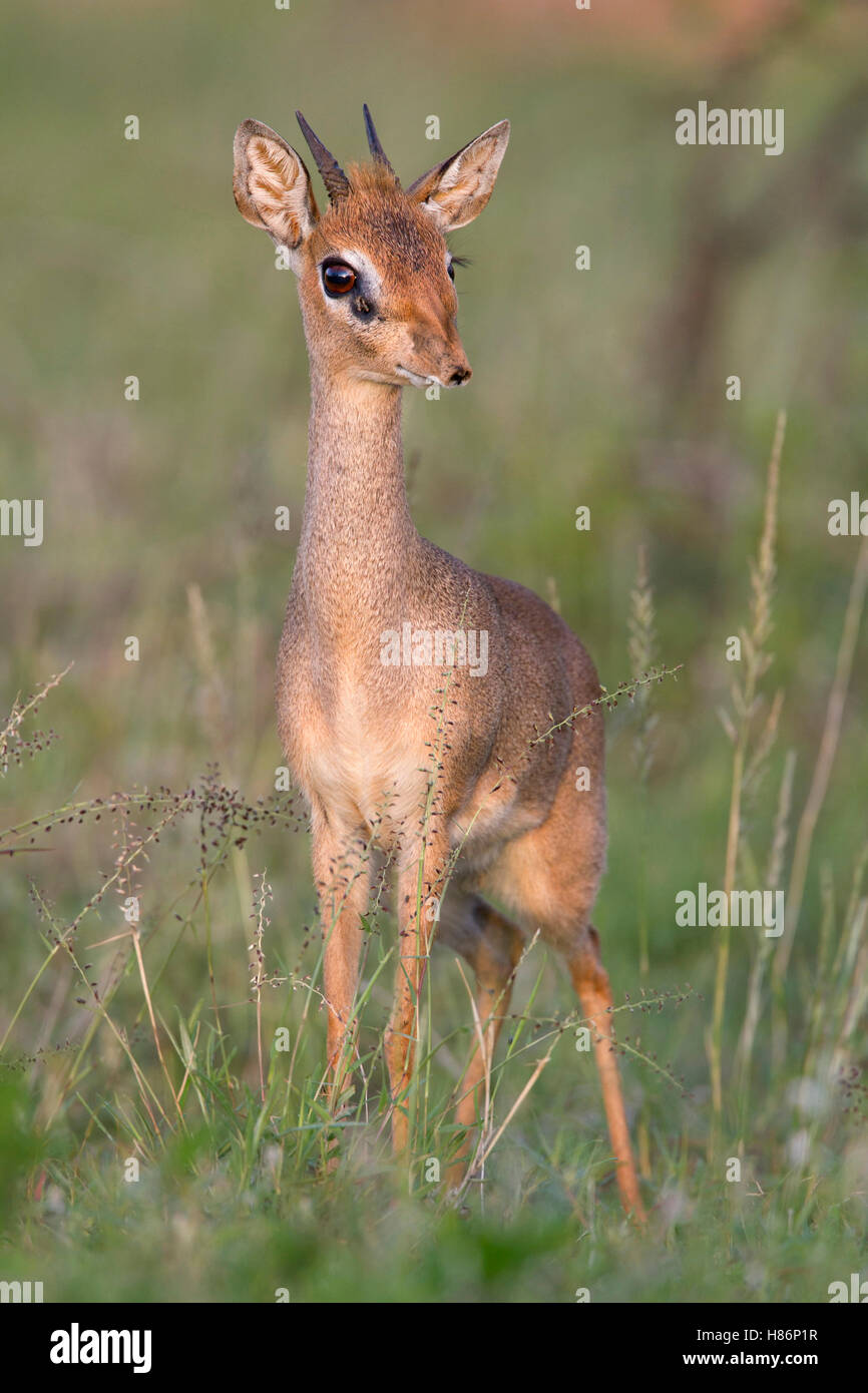Kirk's Dik-dik (Madoqua kirkii), Samburu National Park, Kenya Stock Photo - Alamy