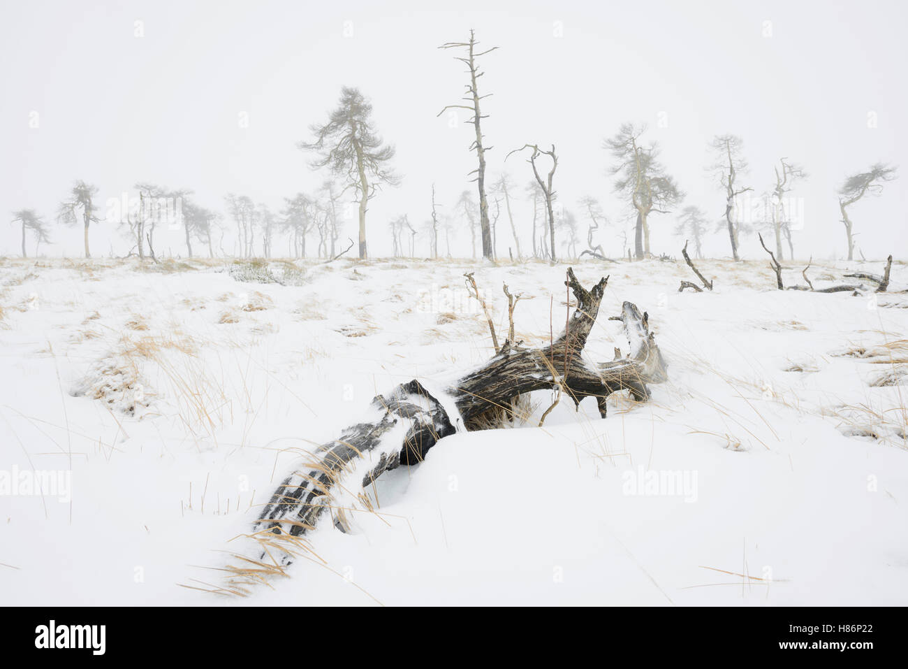 Scotch Pine (Pinus sylvestris) dead trees in snow, Belgium Stock Photo ...