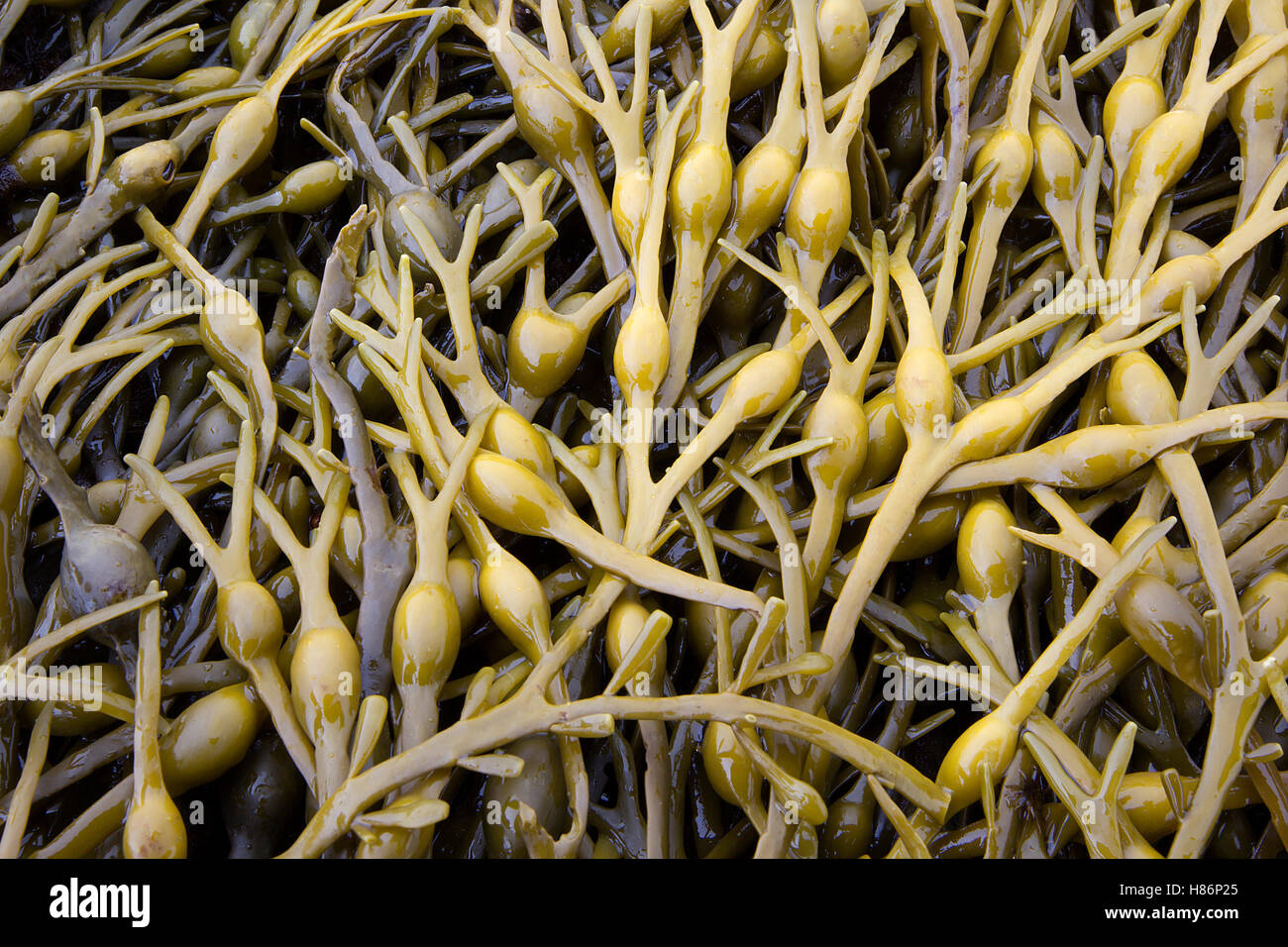 Knotted Wrack (Ascophyllum nodosum) on beach, Isle Of Skye, Scotland ...