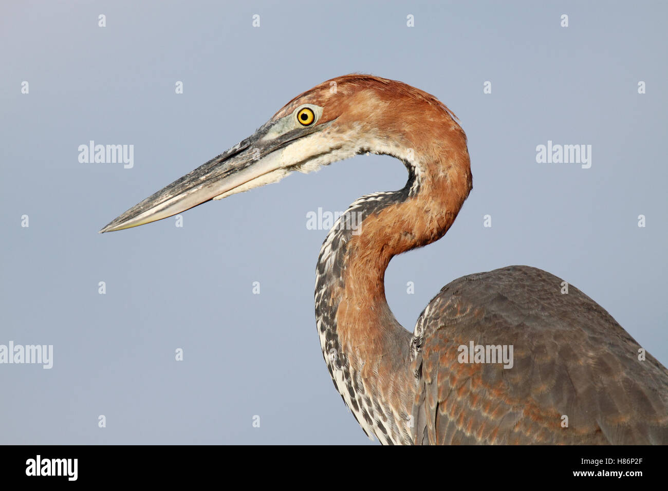 Goliath Heron (Ardea goliath), Kruger National Park, South Africa Stock ...