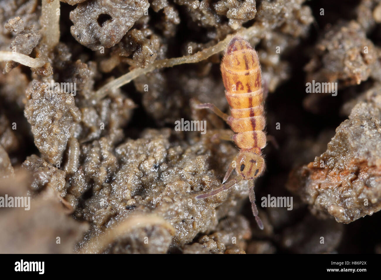 Springtail (Isotomurus palustris) larvae, Groningen, Netherlands Stock ...