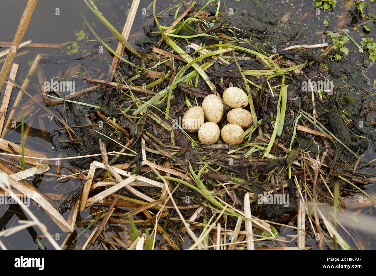 Great Crested Grebe (Podiceps cristatus) floating nest with eggs, Zuid ...