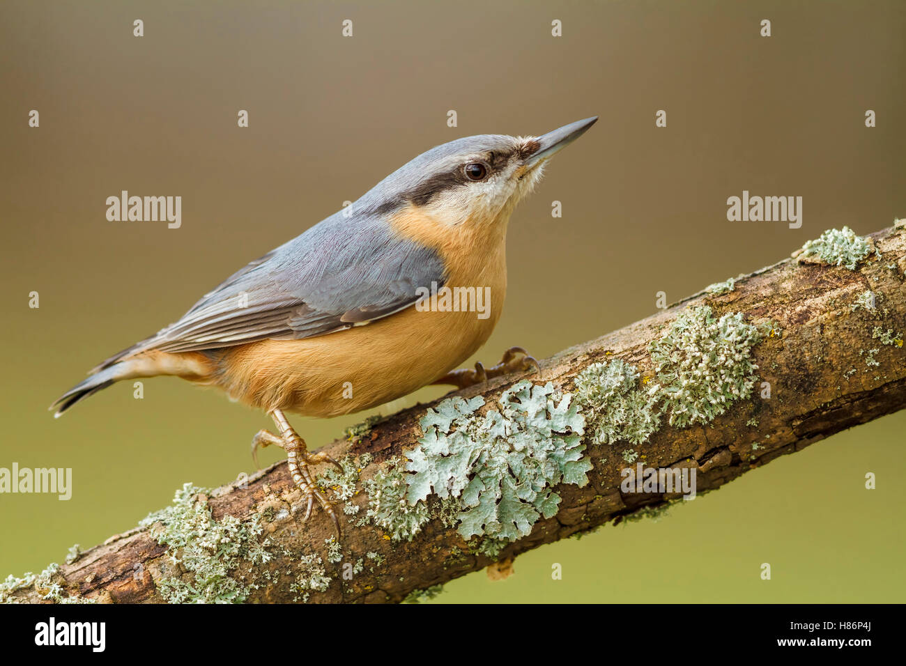 Wood Nuthatch (Sitta europaea), Hessen, Germany Stock Photo - Alamy