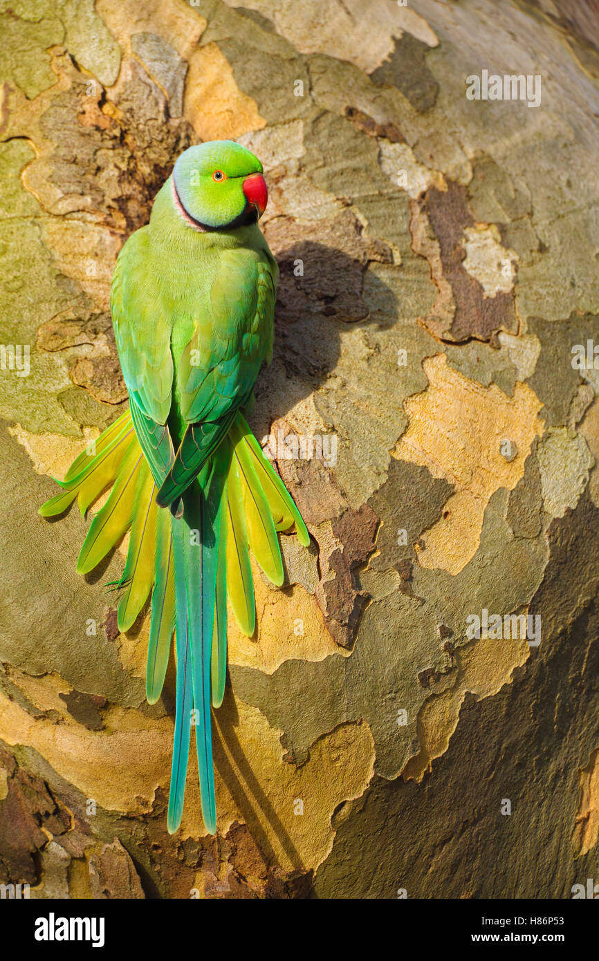 Rose-ringed Parakeet (Psittacula krameri) male at nest cavity, Noord-Holland, Netherlands Stock ...