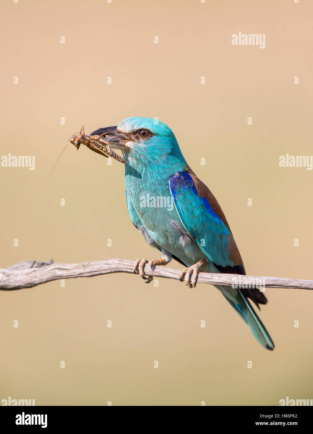European Roller (Coracias garrulus) with grasshopper prey, Kiskunsag ...