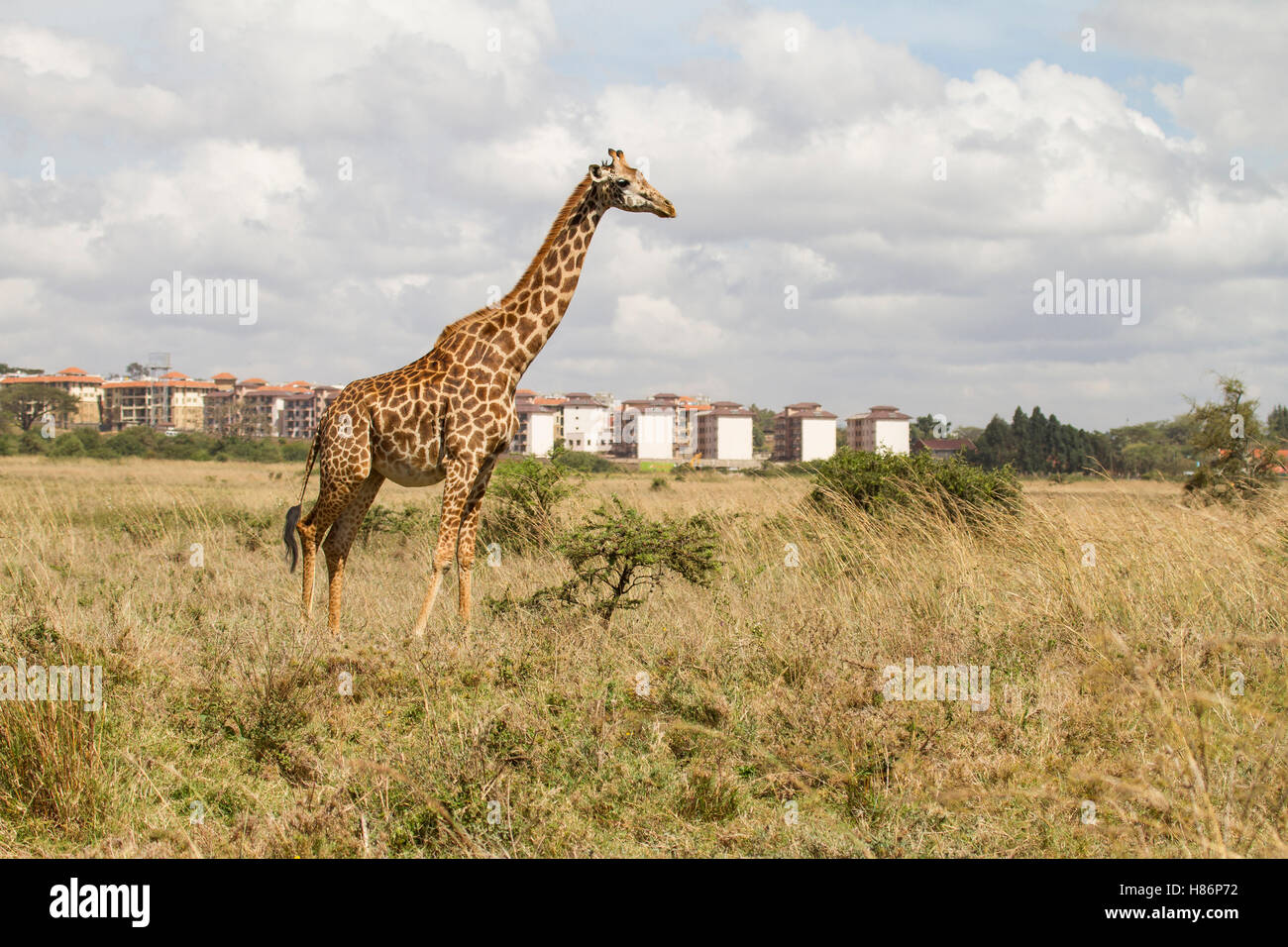 Masai Giraffe (Giraffa camelopardalis tippelskirchi) near buildings, Nairobi National Park ...