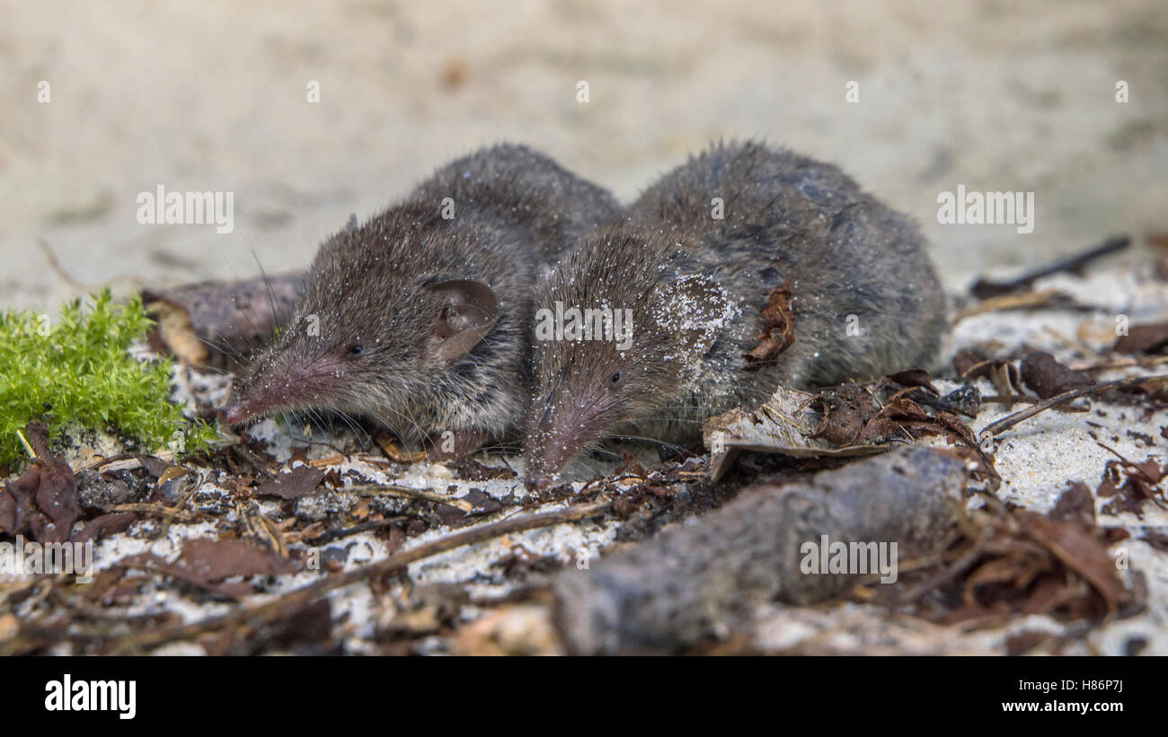 Greater White-toothed Shrew (Crocidura russula) pair huddling ...