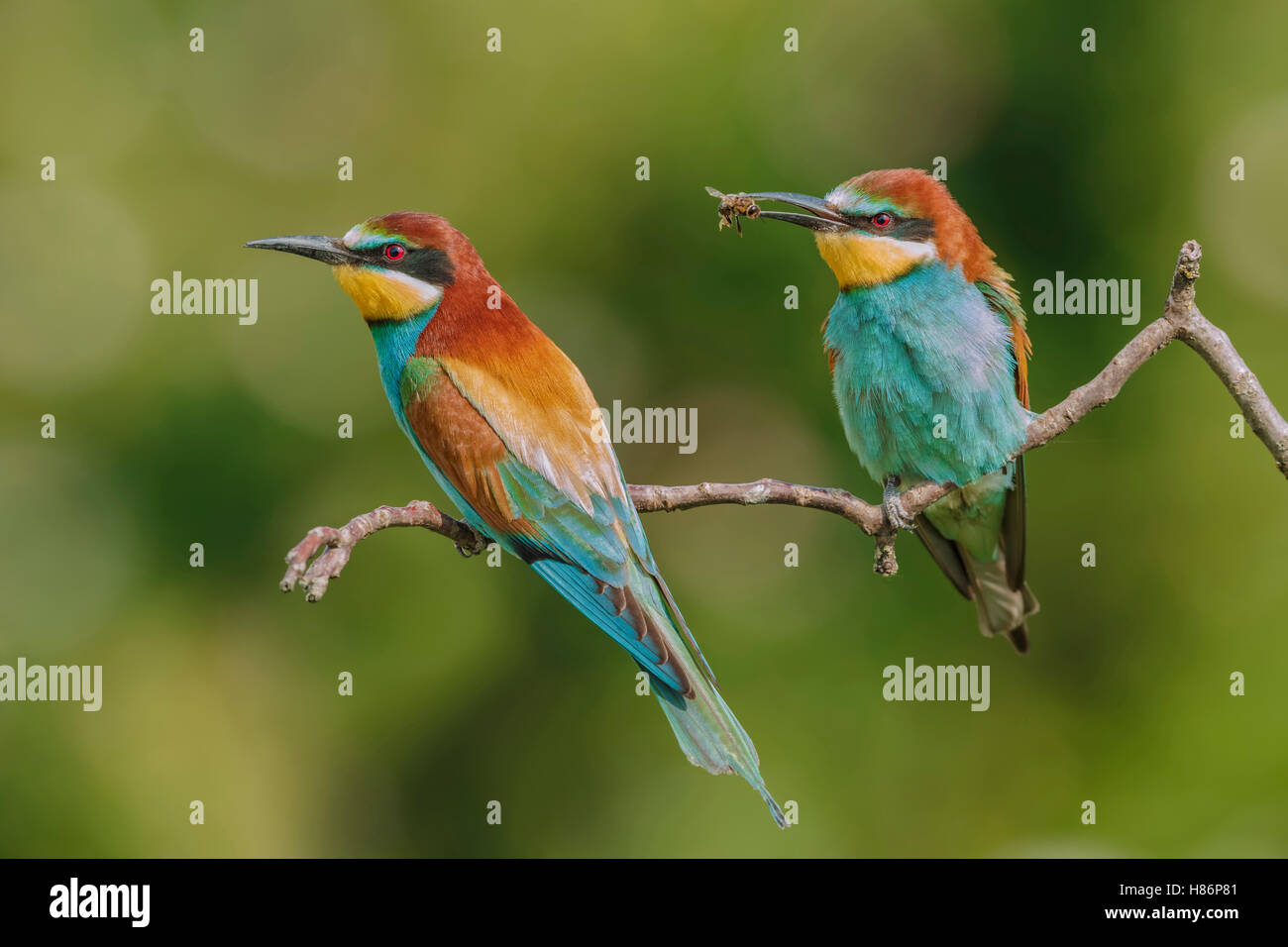 European Bee-eater (Merops apiaster) male offering bee prey in ...