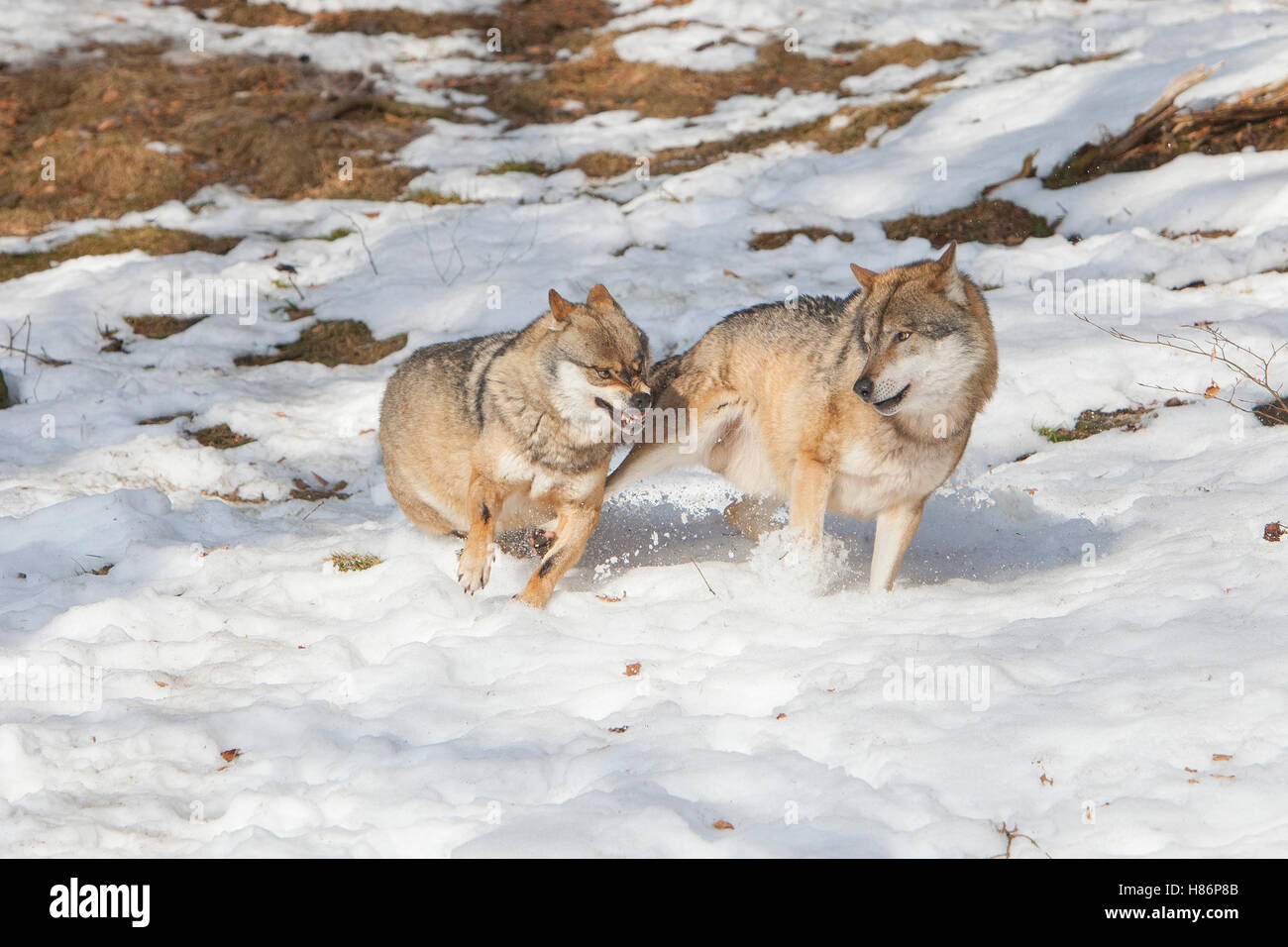 European Wolf (Canis lupus) pair fighting in snow, Bavarian Forest ...