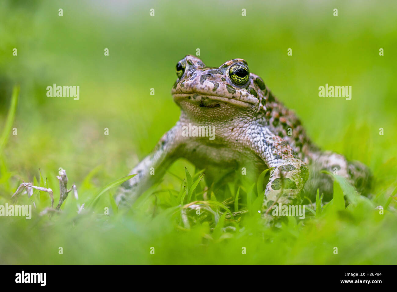 European Green Toad (Bufo viridis) in defensive posture, Lesbos, Greece ...