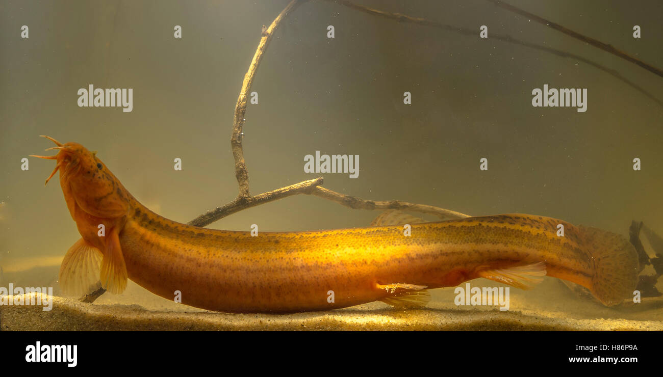 Weatherfish (Misgurnus fossilis), Friesland, Netherlands Stock Photo ...