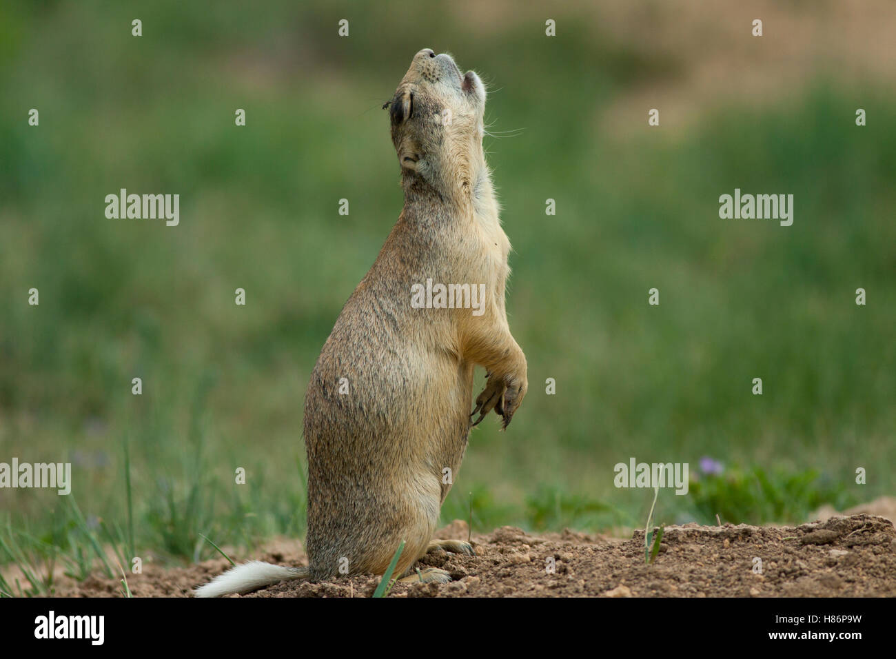Utah Prairie Dog (Cynomys parvidens) making territorial call, Bryce ...