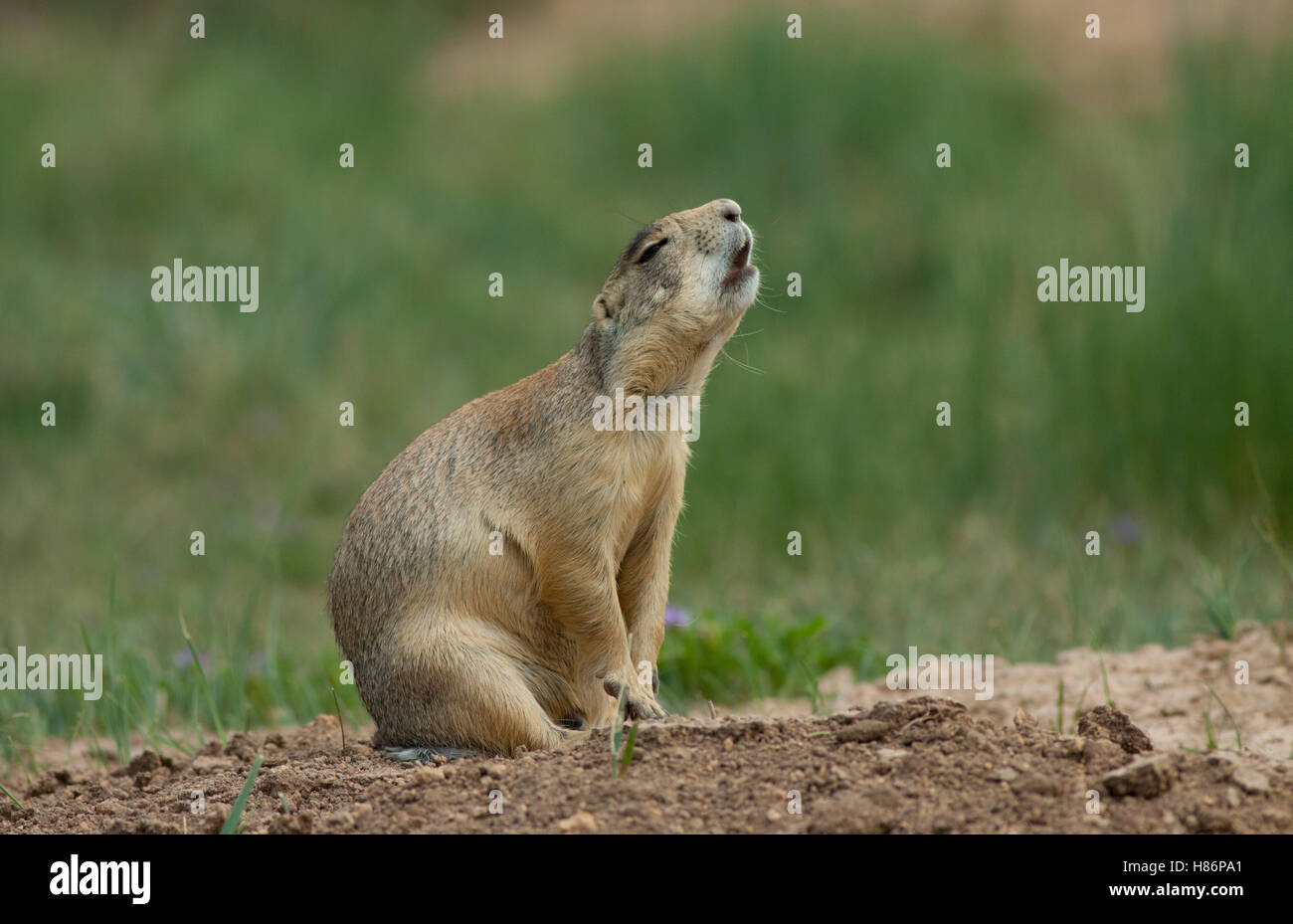Utah Prairie Dog (Cynomys parvidens) making territorial call, Bryce ...
