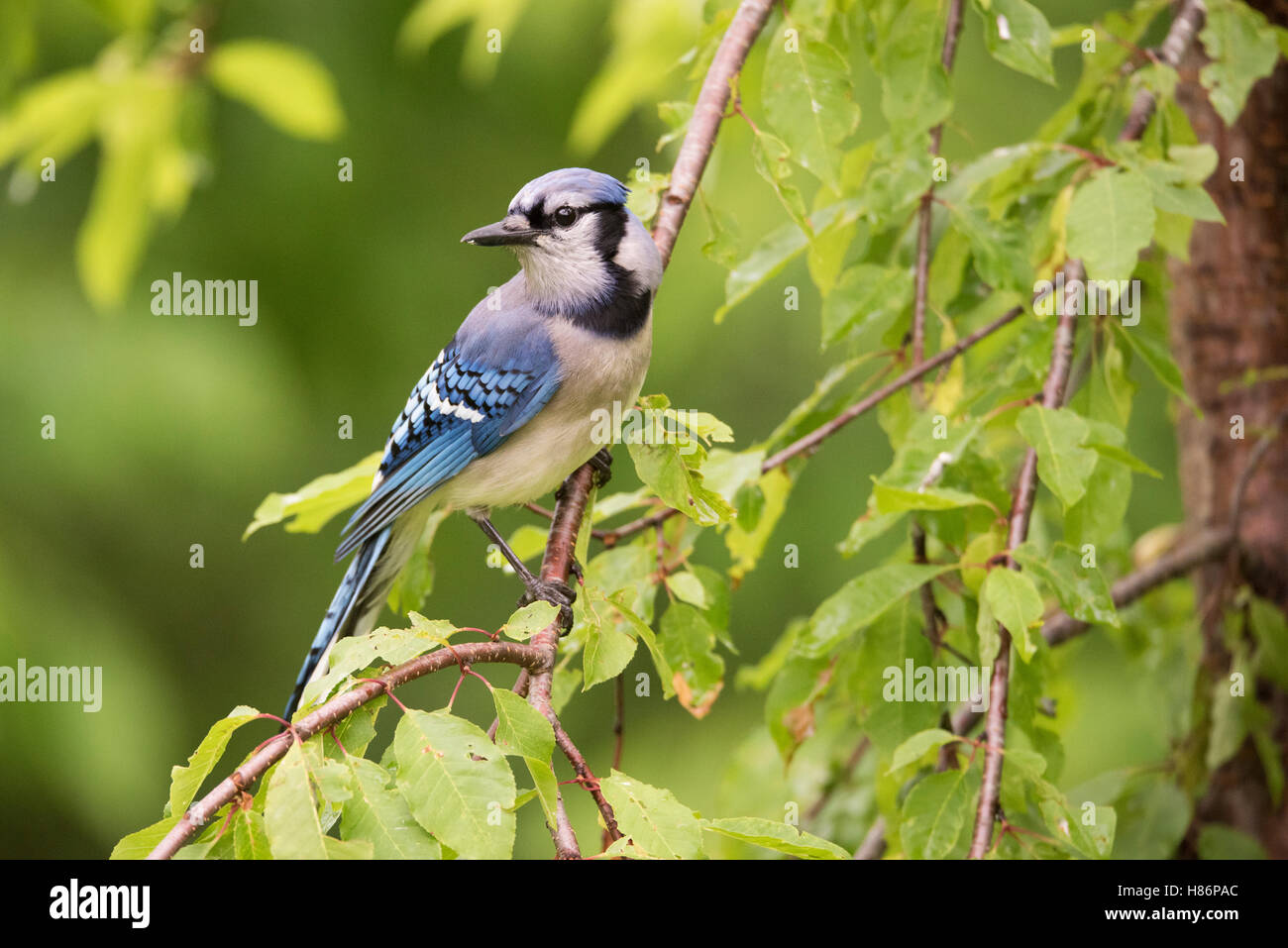 Blue Jay (Cyanocitta cristata), North America Stock Photo - Alamy