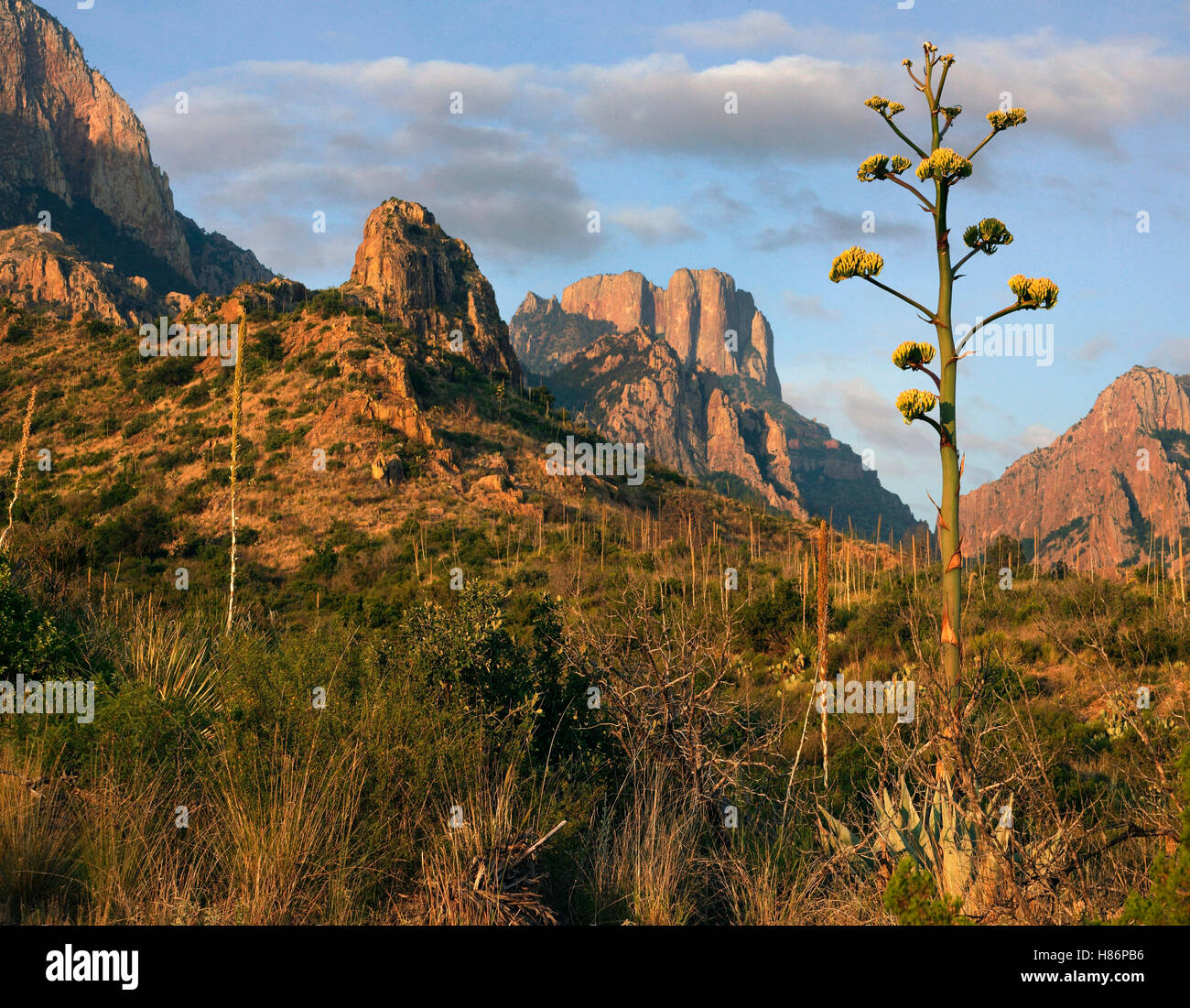 American Agave (Agave americana), Chisos Mountains, Big Bend National ...
