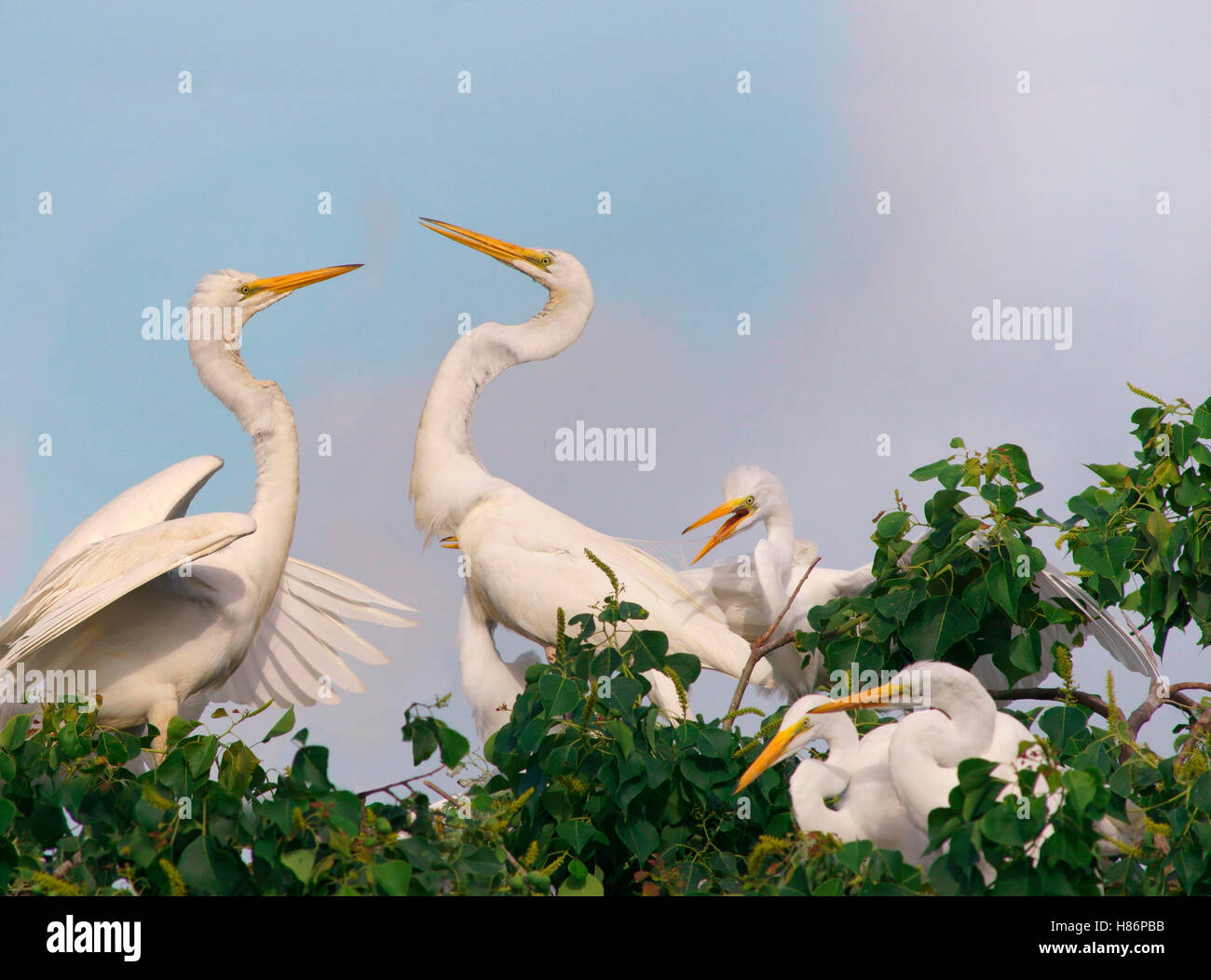 Great Egret (Ardea alba) family, High Island, Texas Stock Photo - Alamy