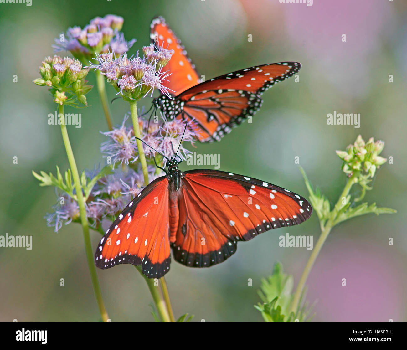 Queen Butterfly (Danaus gilippus) pair, Texas Stock Photo - Alamy