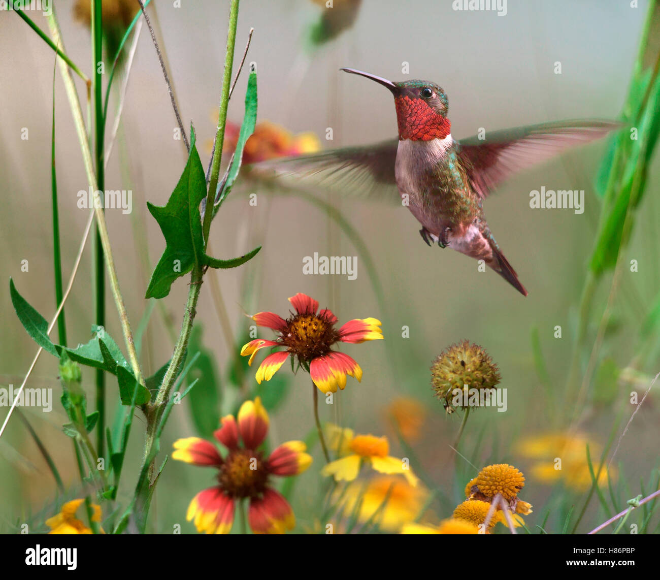 Ruby-throated Hummingbird (Archilochus colubris) male flying, Arkansas ...