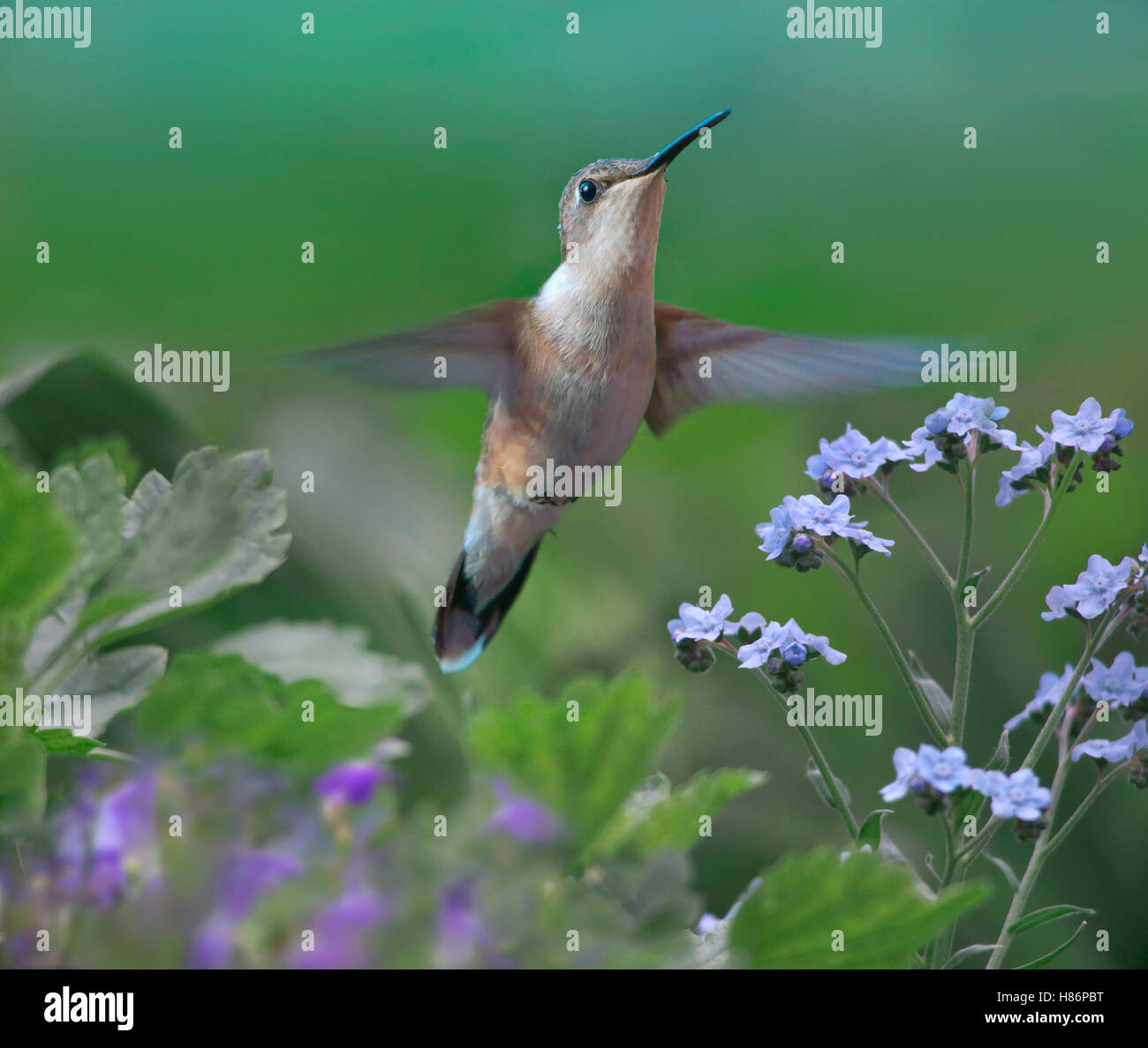Ruby-throated Hummingbird (Archilochus colubris) female flying ...