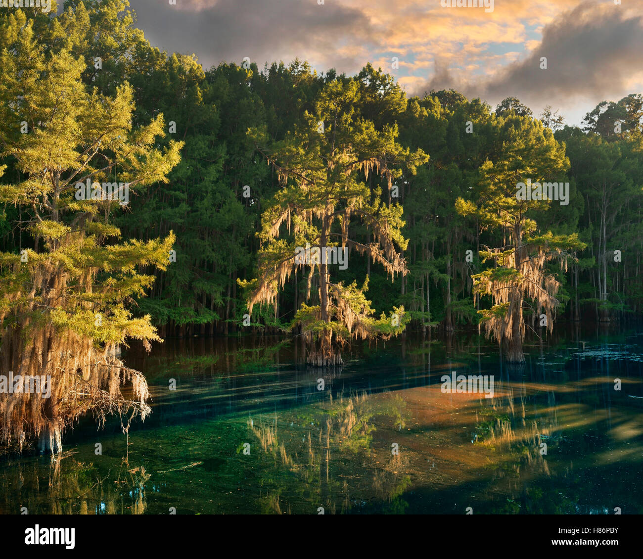 Bald Cypress (Taxodium distichum) trees in water, Caddo Lake State Park ...