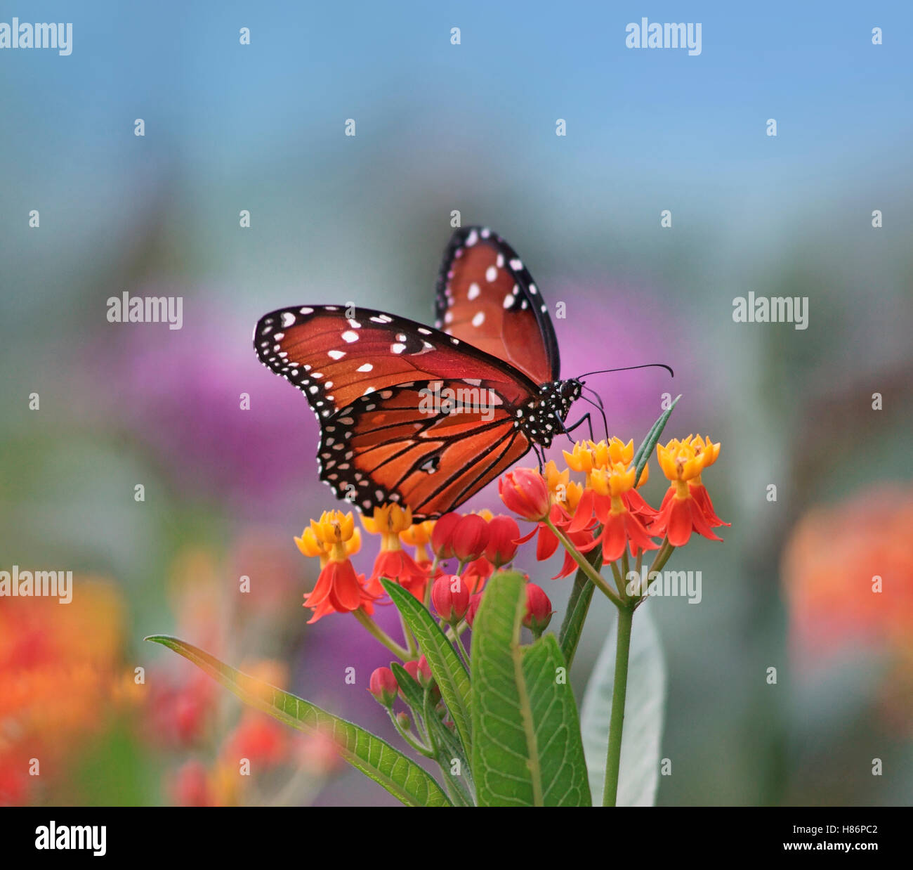 Queen Butterfly (Danaus gilippus) feeding on Milkweed (Asclepias sp ...