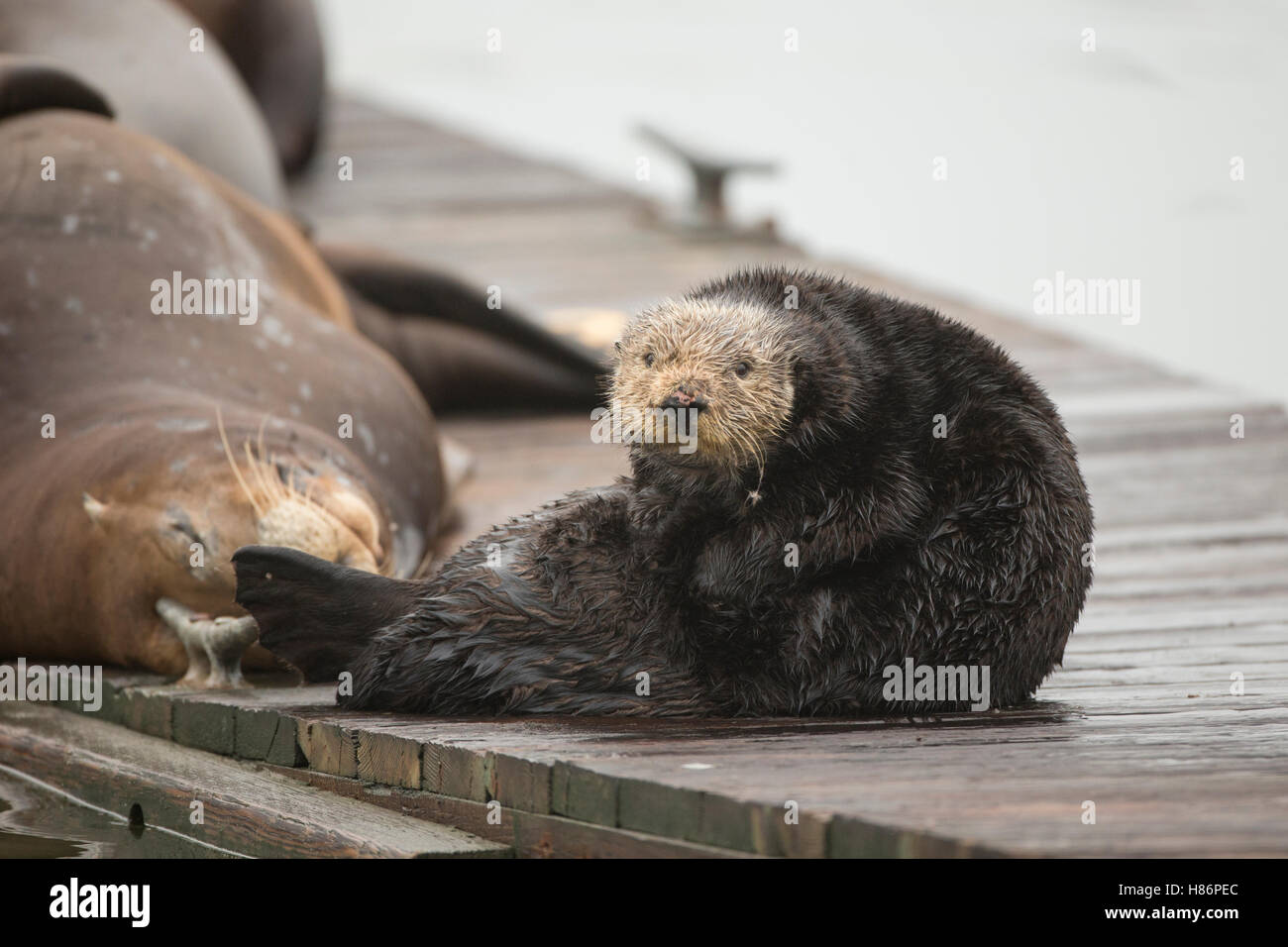 Sea Otter (Enhydra lutris) on dock with California Sea Lion (Zalophus ...