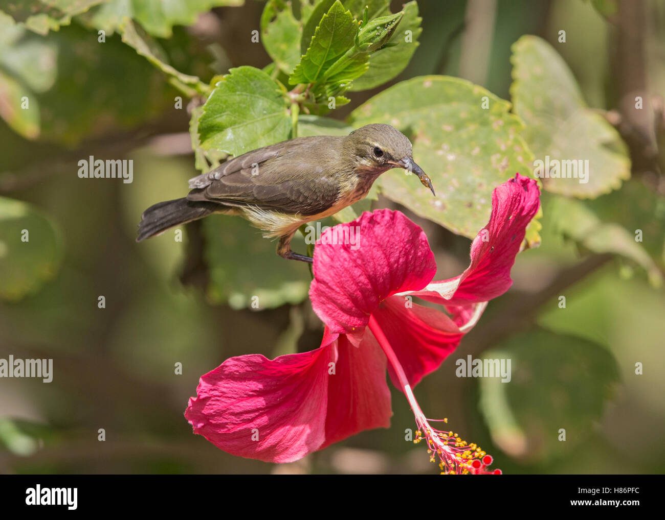 Beautiful Sunbird (Nectarinia pulchella) female on Hibiscus, Gambia ...