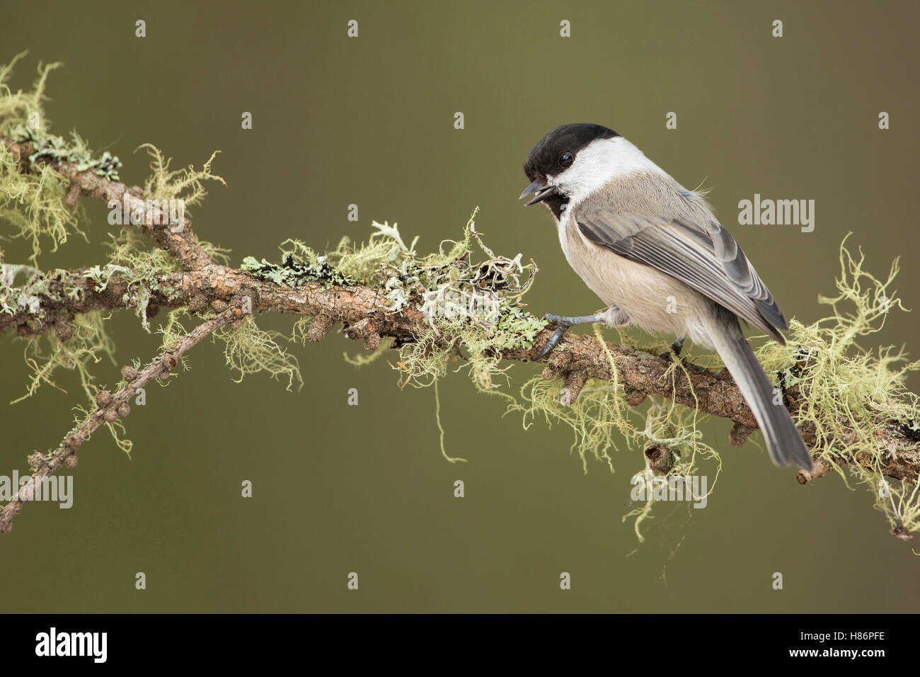 Willow Tit (Parus montanus), Grisons, Switzerland Stock Photo - Alamy