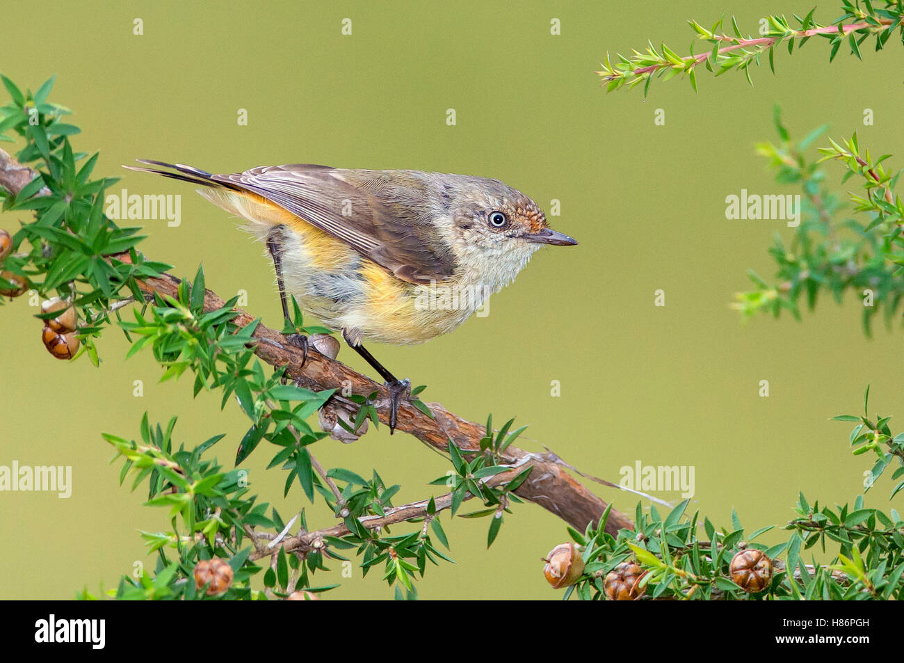 Buff-rumped Thornbill (Acanthiza reguloides), Victoria, Australia Stock ...