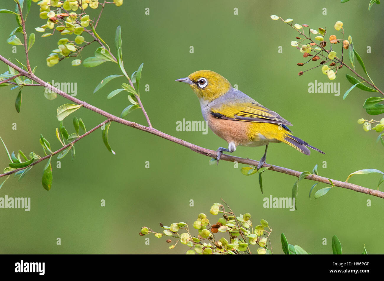 Silvereye (Zosterops lateralis), Victoria, Australia Stock Photo - Alamy