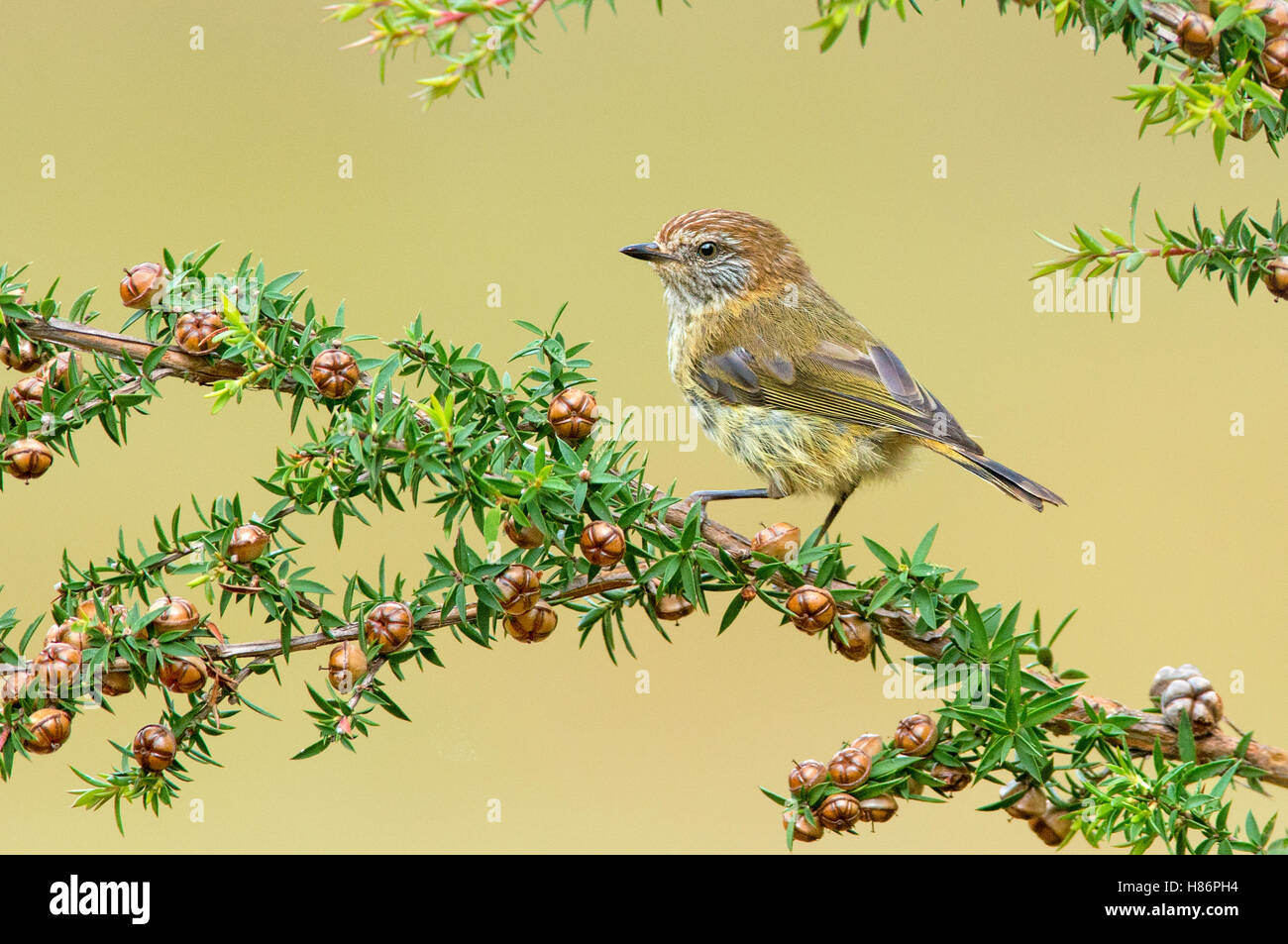 Striated Thornbill (Acanthiza lineata), Victoria, Australia Stock Photo ...