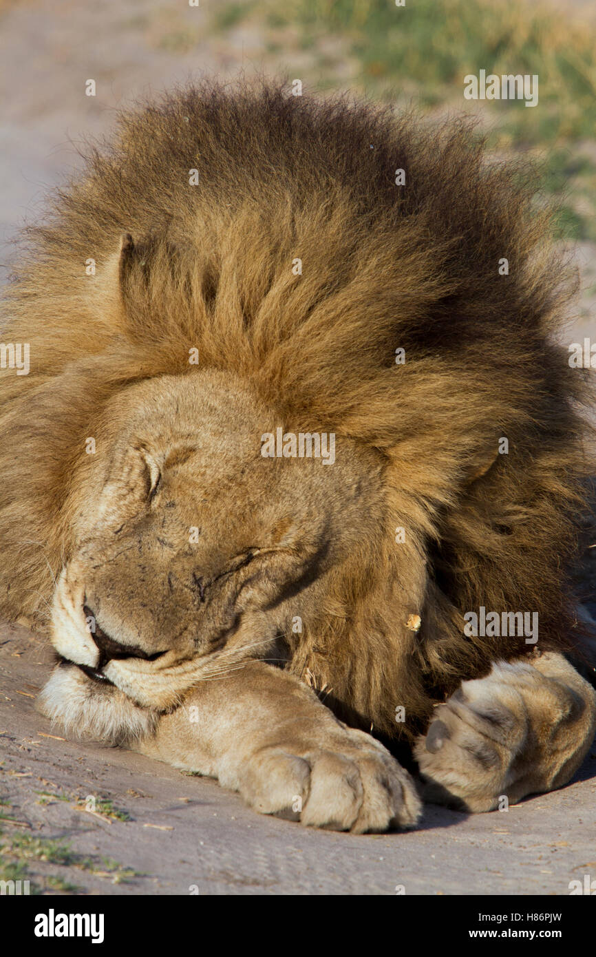 African Lion (Panthera leo) male sleeping, Selinda Reserve, Okavango ... African Lion (Panthera leo) male sleeping, Selinda Reserve, Okavango ...