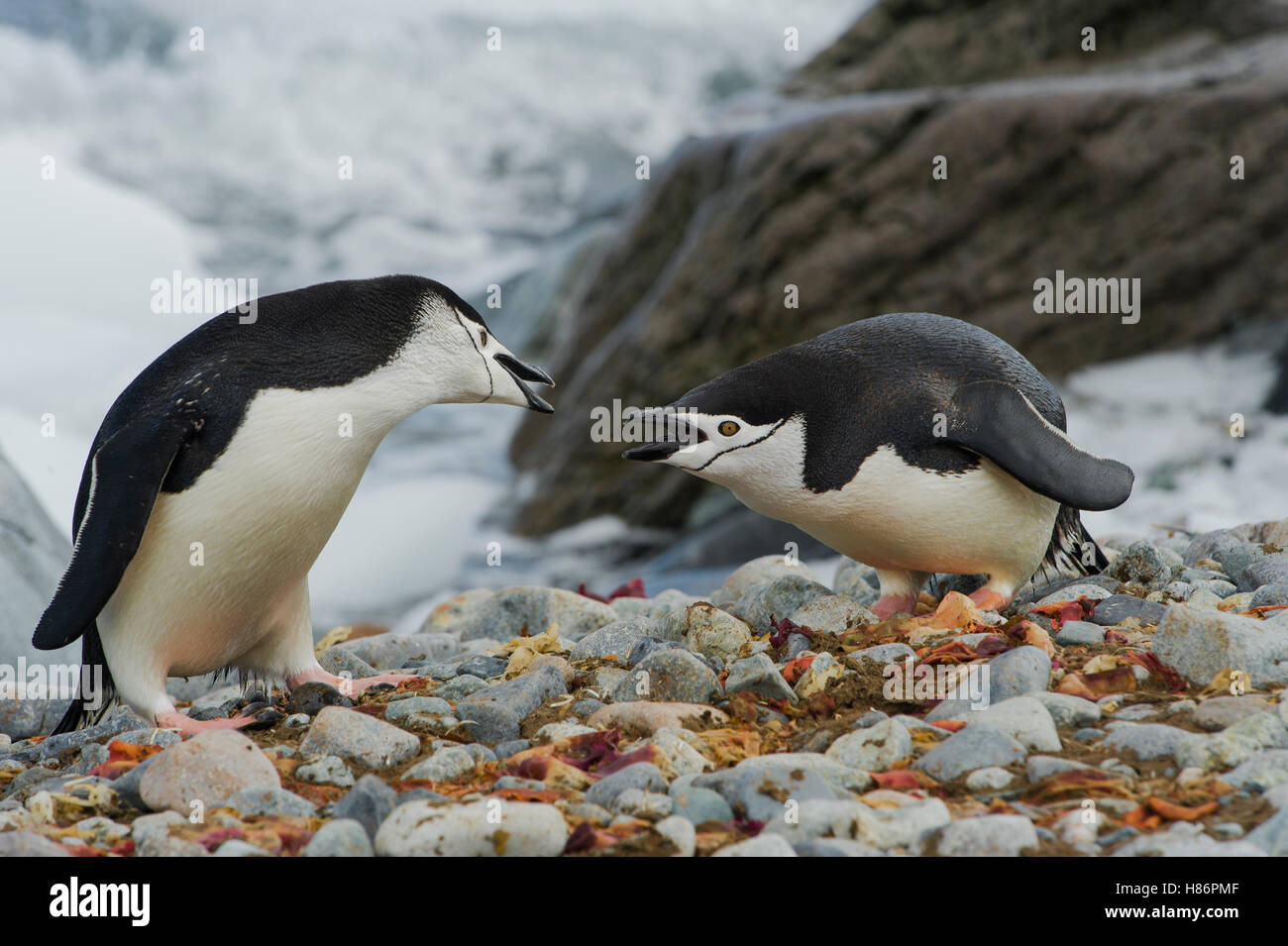 Chinstrap Penguin (Pygoscelis antarctica) pair in territorial dispute ...