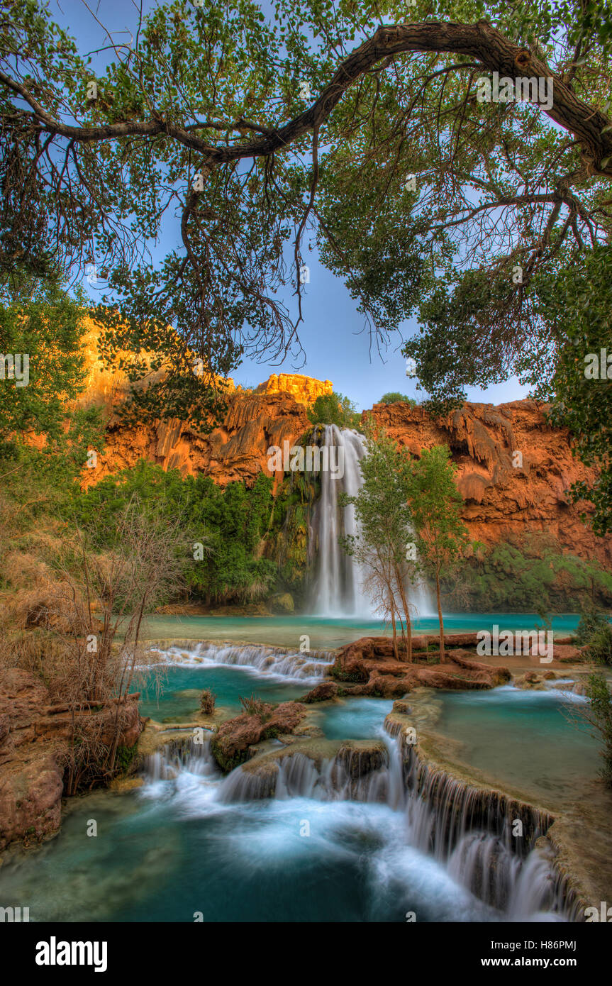 Cottonwood (Populus sp) tree, Havasu Falls, Havasupai Indian ...